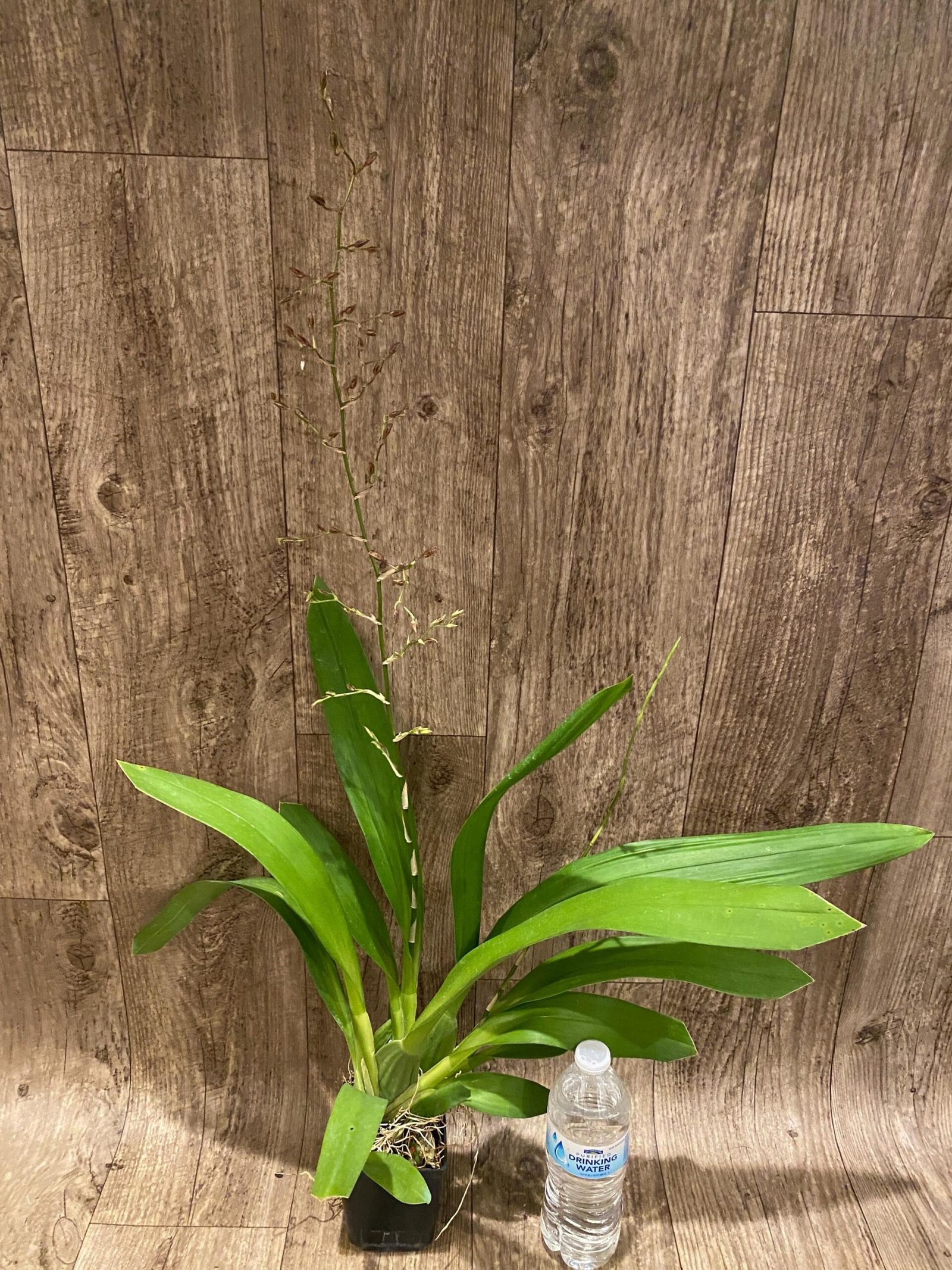 Double Tall Spikes – Oncidium Ruth’s Rainbow ’Over the Rainbow’ (3.5 ...