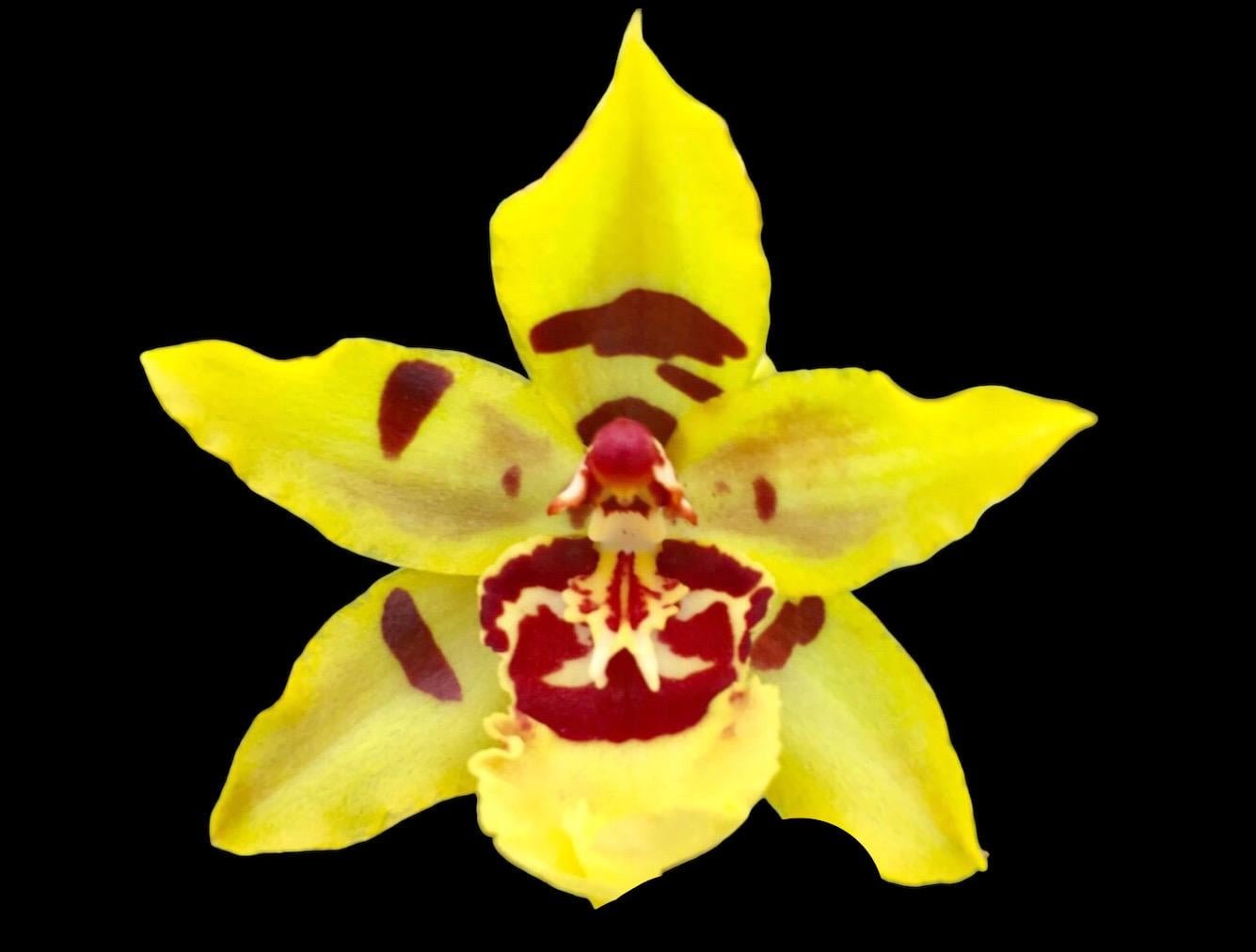 Double Tall Spikes Oncostele Wildcat ‘Yellow King’ (3.5” pot ...