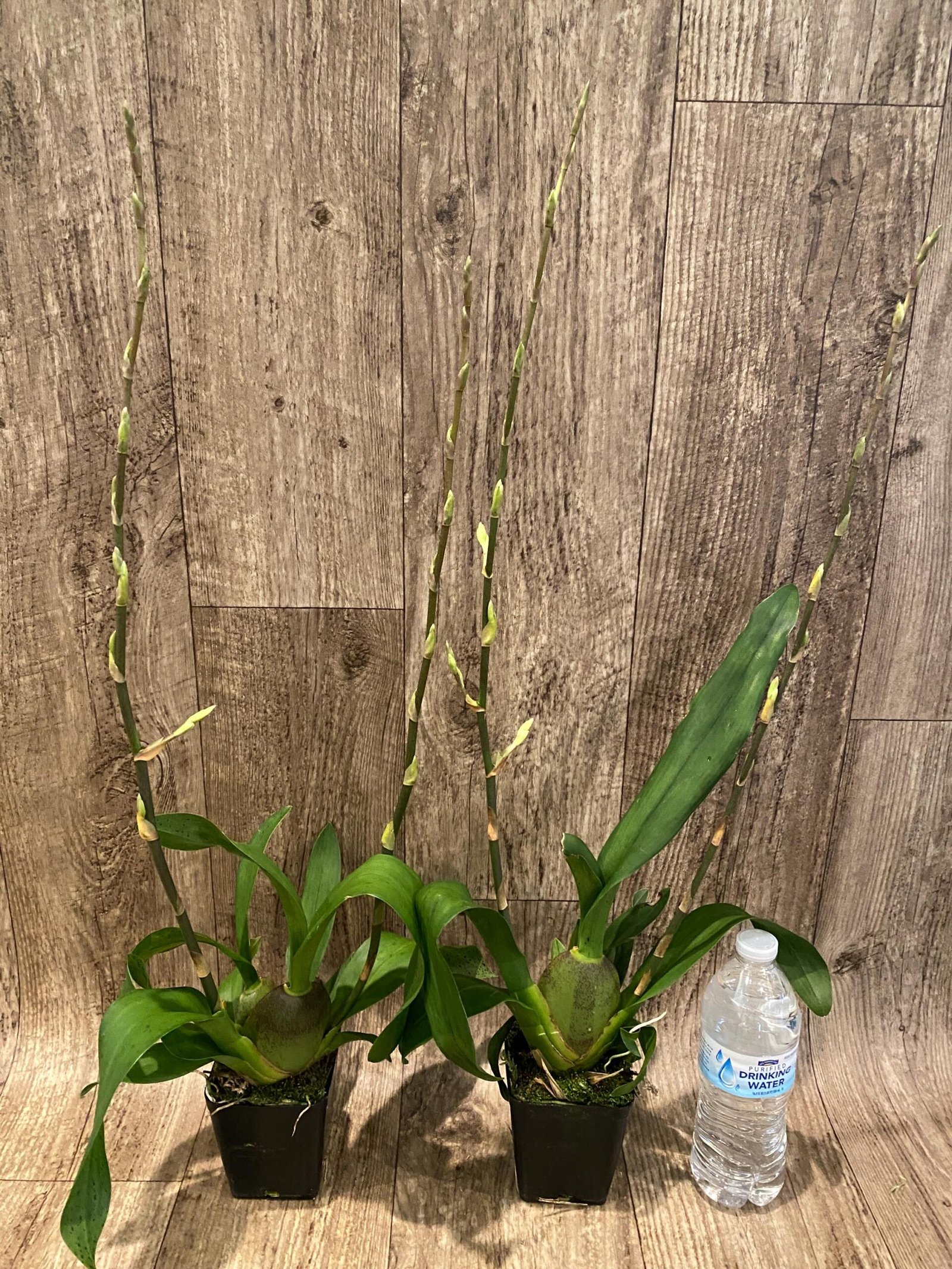 Double Tall Spikes Oncostele Wildcat ‘Yellow King’ (3.5” pot ...