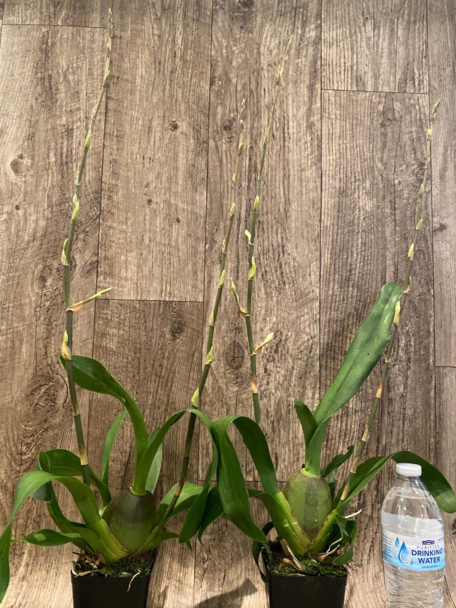 Double Tall Spikes Oncostele Wildcat ‘Yellow King’ (3.5” pot ...