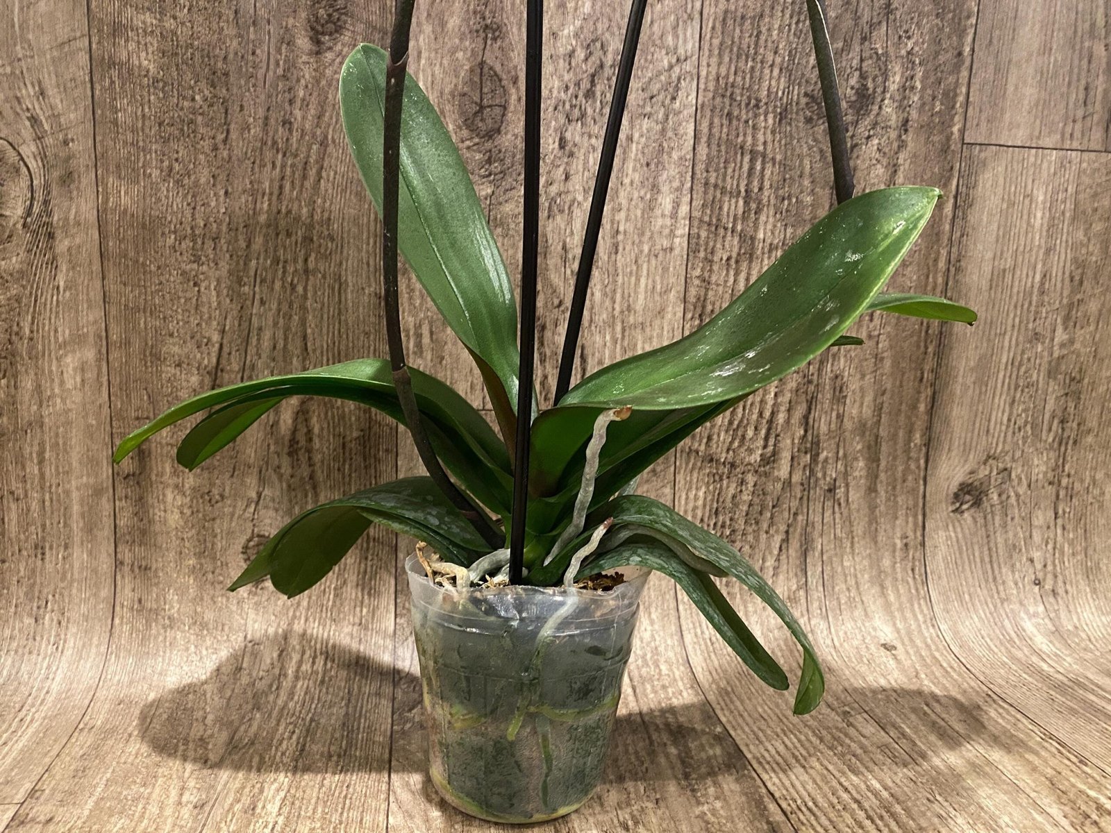 Double Tall Spikes Phalaenopsis Novelty lost tag (4.5″ Pot ...