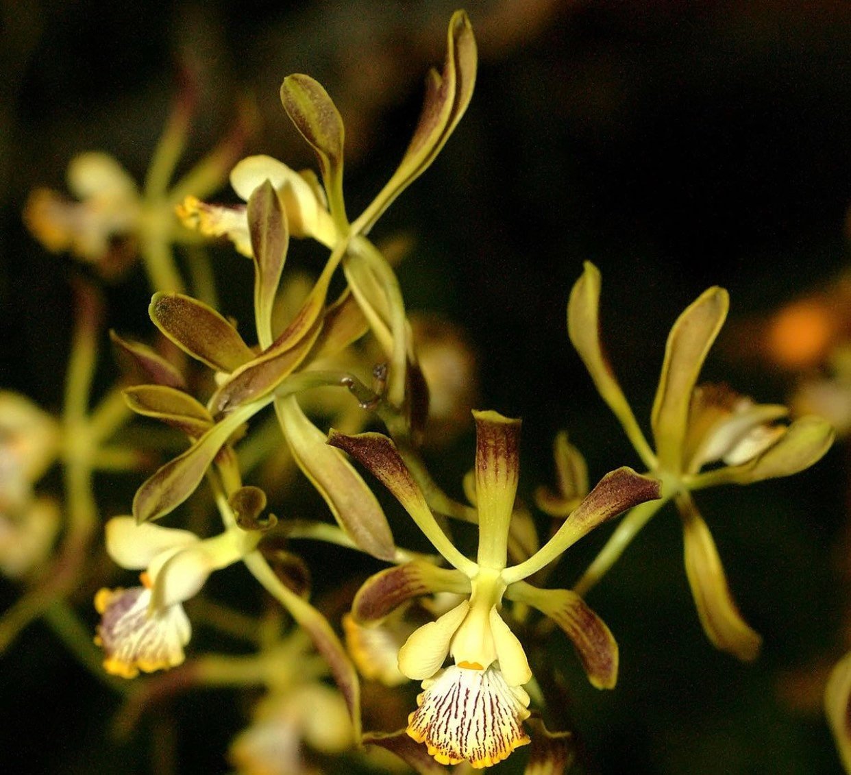 Encyclia alata x sib (3.5” pot) - Everything Orchids