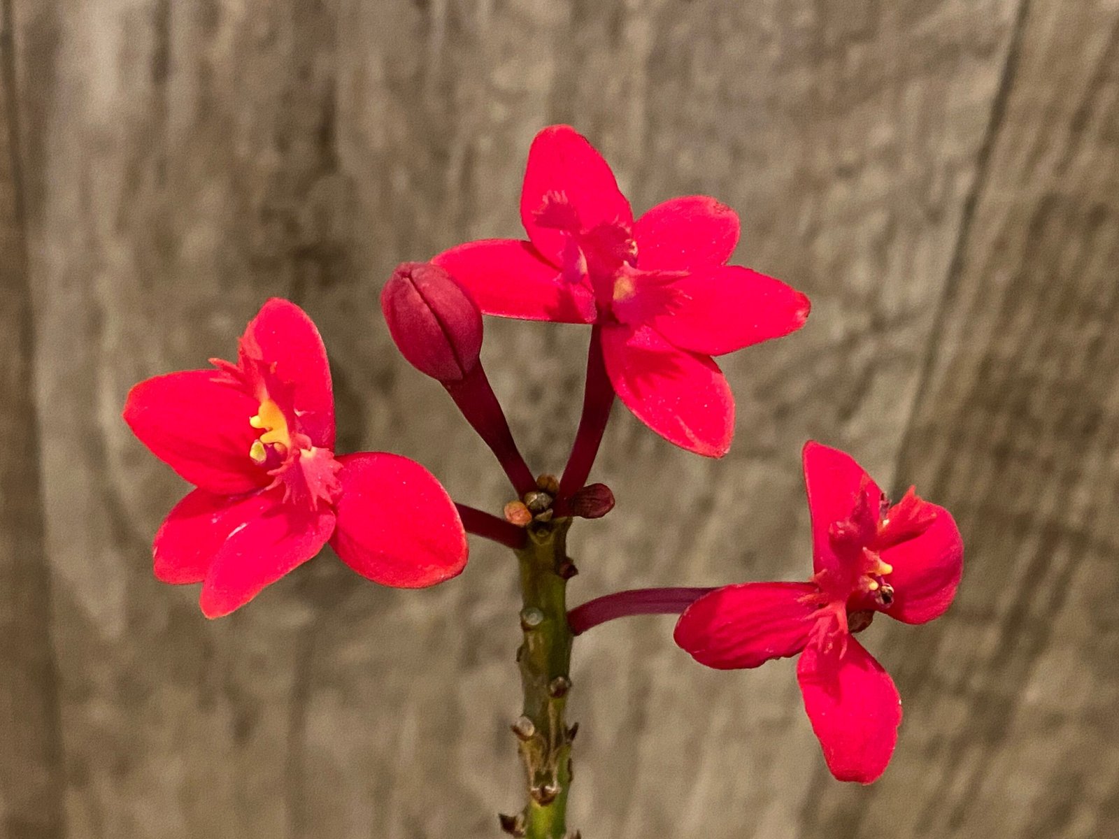 Epidendrum Comet Valley x Epidendrum Rose Valley (3.5” Pot ...