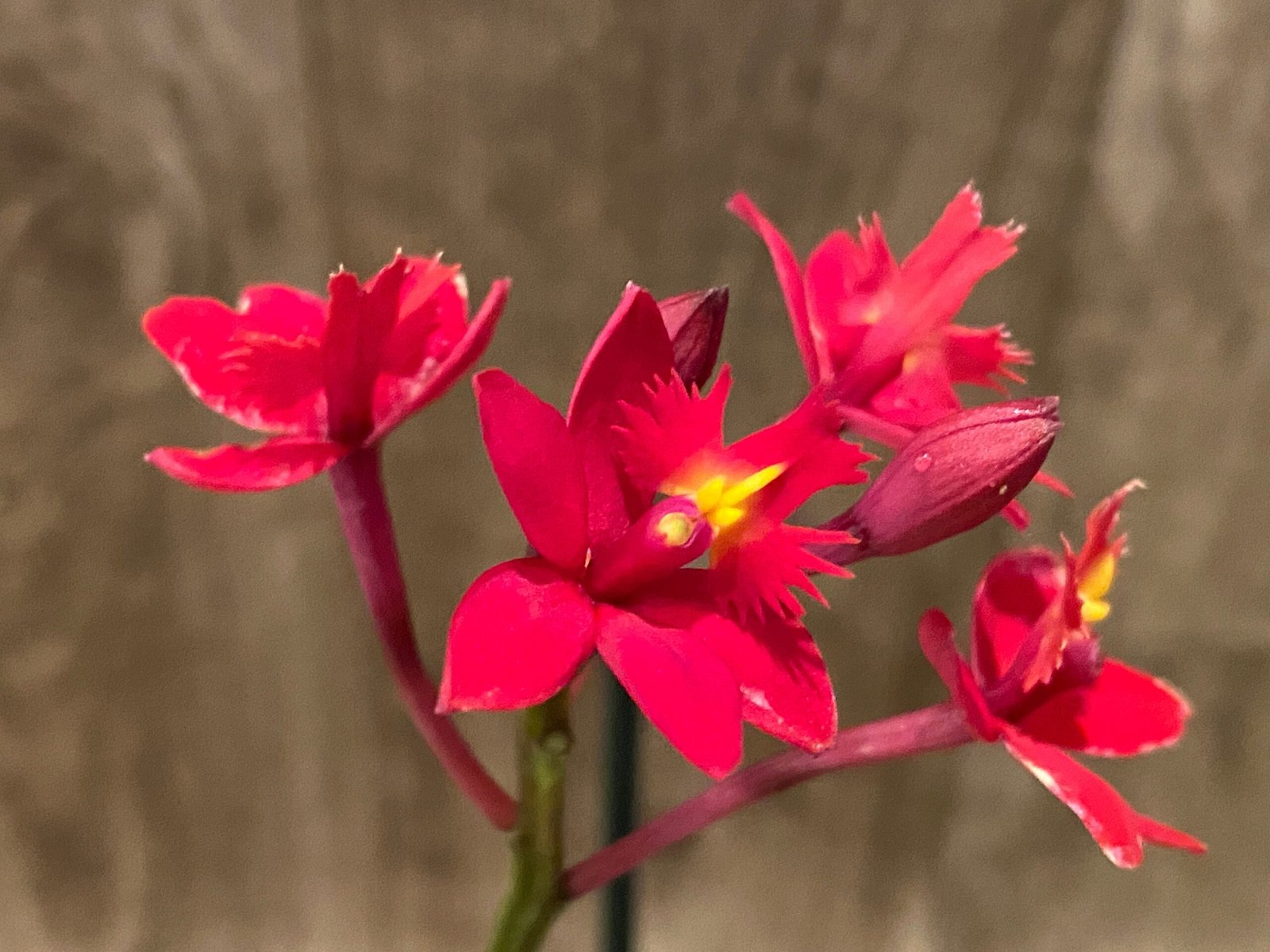 Epidendrum Comet Valley x Epidendrum Rose Valley (3.5” Pot ...