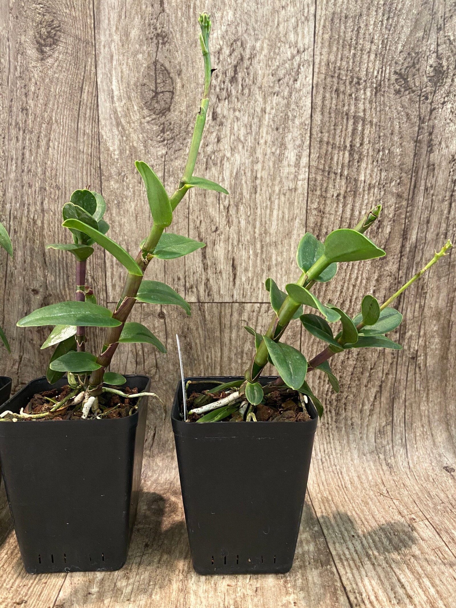 Epidendrum Comet Valley x Epidendrum Rose Valley (3.5” Pot ...