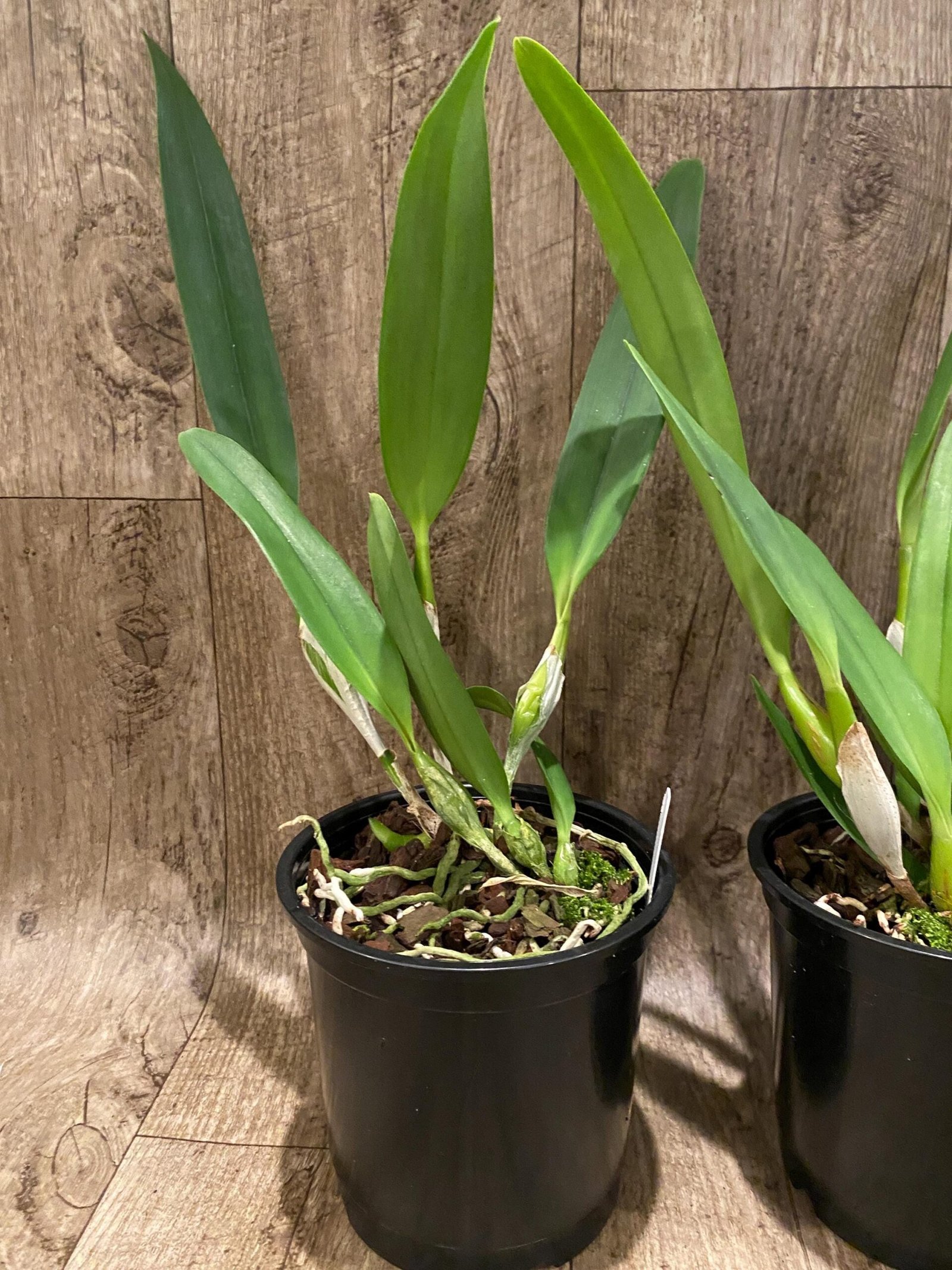Fragrant Cattleya lueddemanniana var. semi-alba (5″ pot) - Everything ...