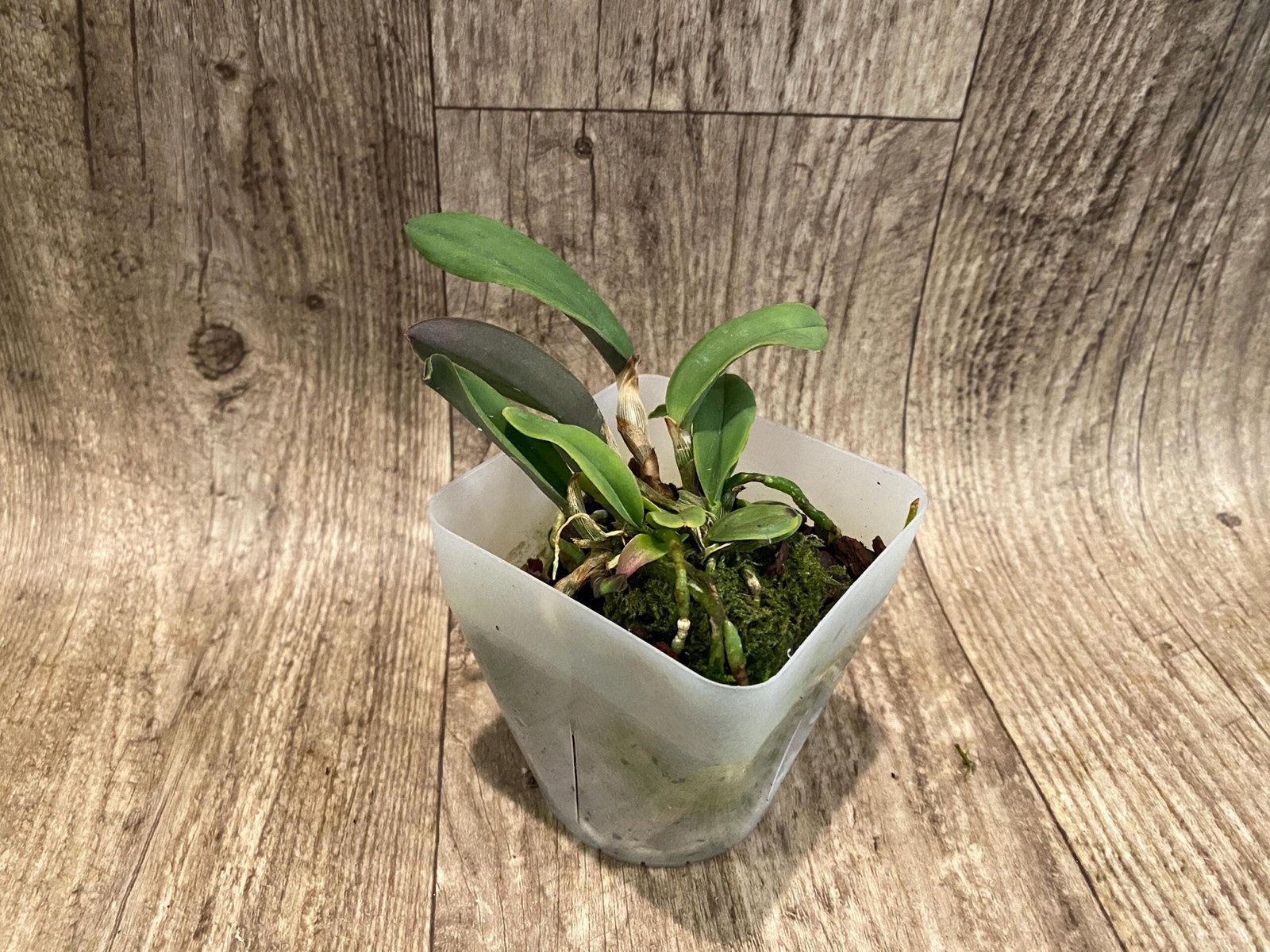 Fragrant Cattleya schilleriana v. semi-alba ‘Queen Emeraldas’ (3.5” Pot ...
