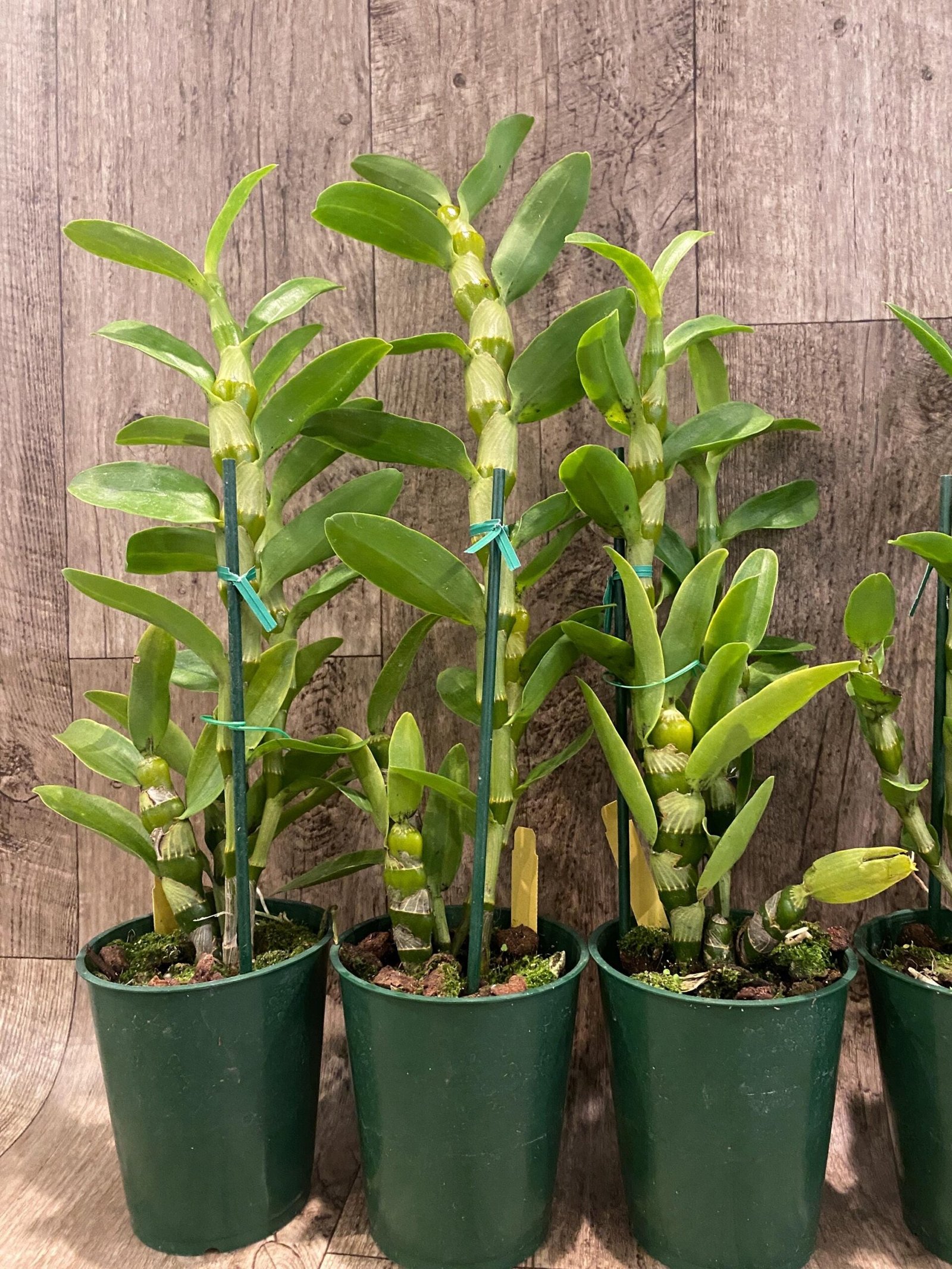 Fragrant – Dendrobium Bridal Red ‘Celebration’ (4” pot) - Everything ...