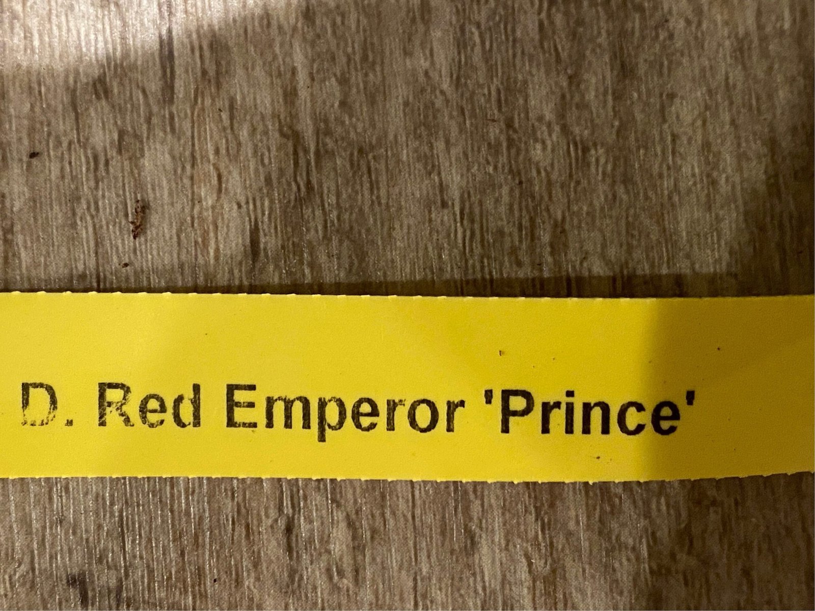 Fragrant – Dendrobium Red Emperor ‘Prince’ (4.5” pot) - Everything Orchids