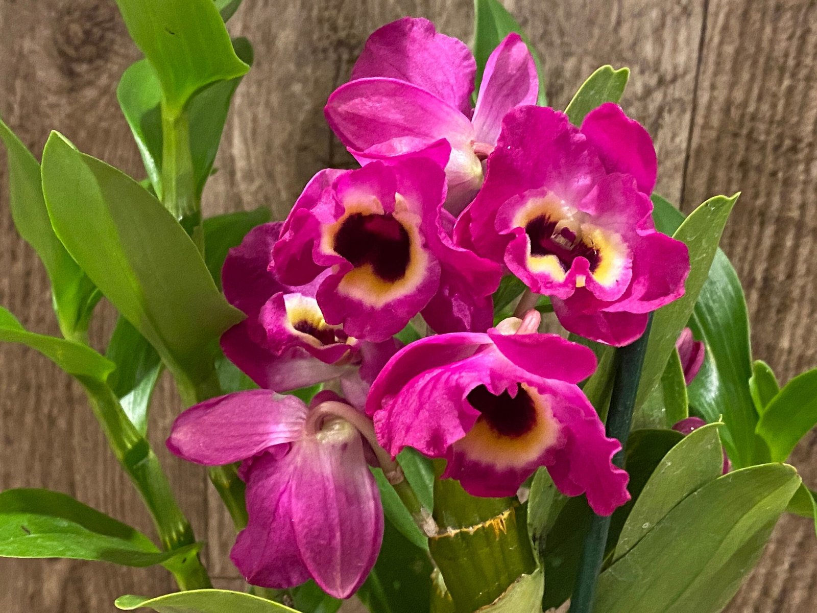 Fragrant – Dendrobium Red Emperor ‘Prince’ (4.5” pot) - Everything Orchids