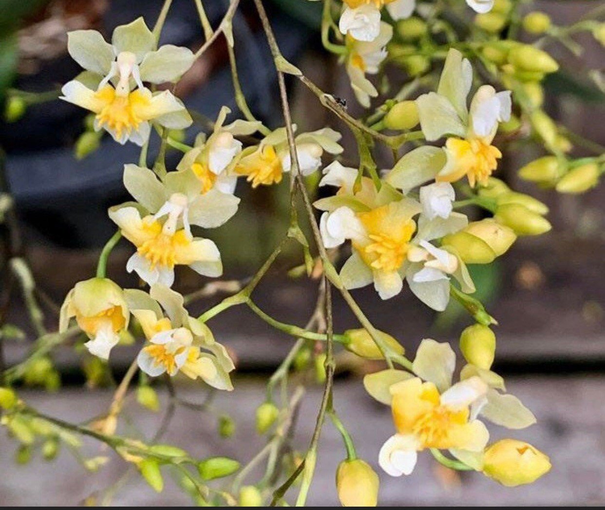 Fragrant Mini Oncidium Twinkle ‘Fantasy’ (3” Pot) - Everything Orchids