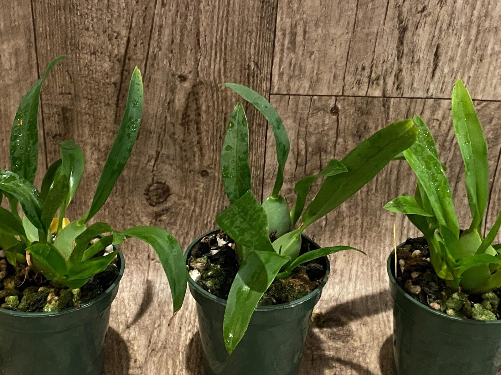 Fragrant Mini Oncidium Twinkle ‘Fantasy’ (3” Pot) - Everything Orchids