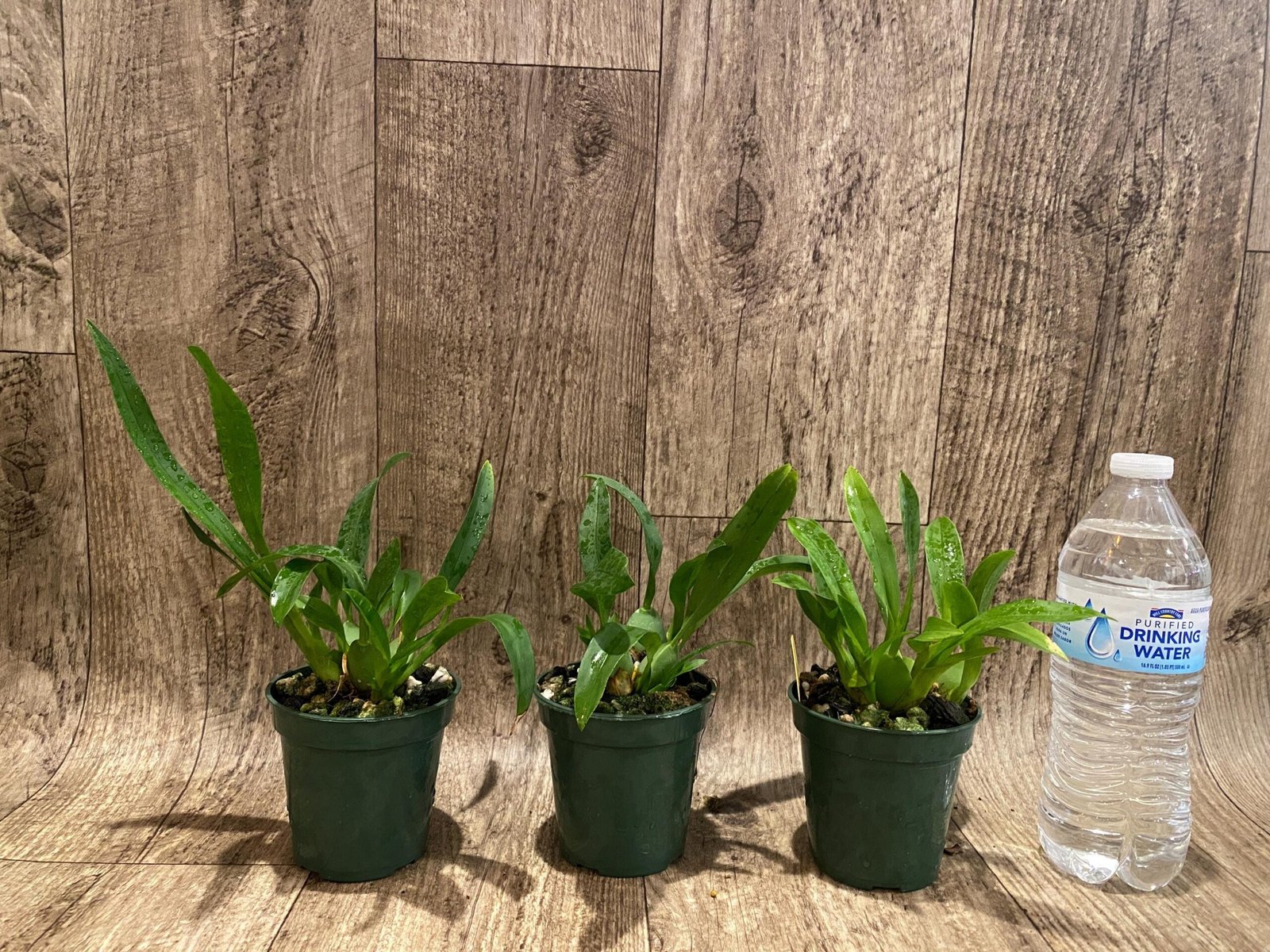 Fragrant Mini Oncidium Twinkle ‘Fantasy’ (3” Pot) - Everything Orchids