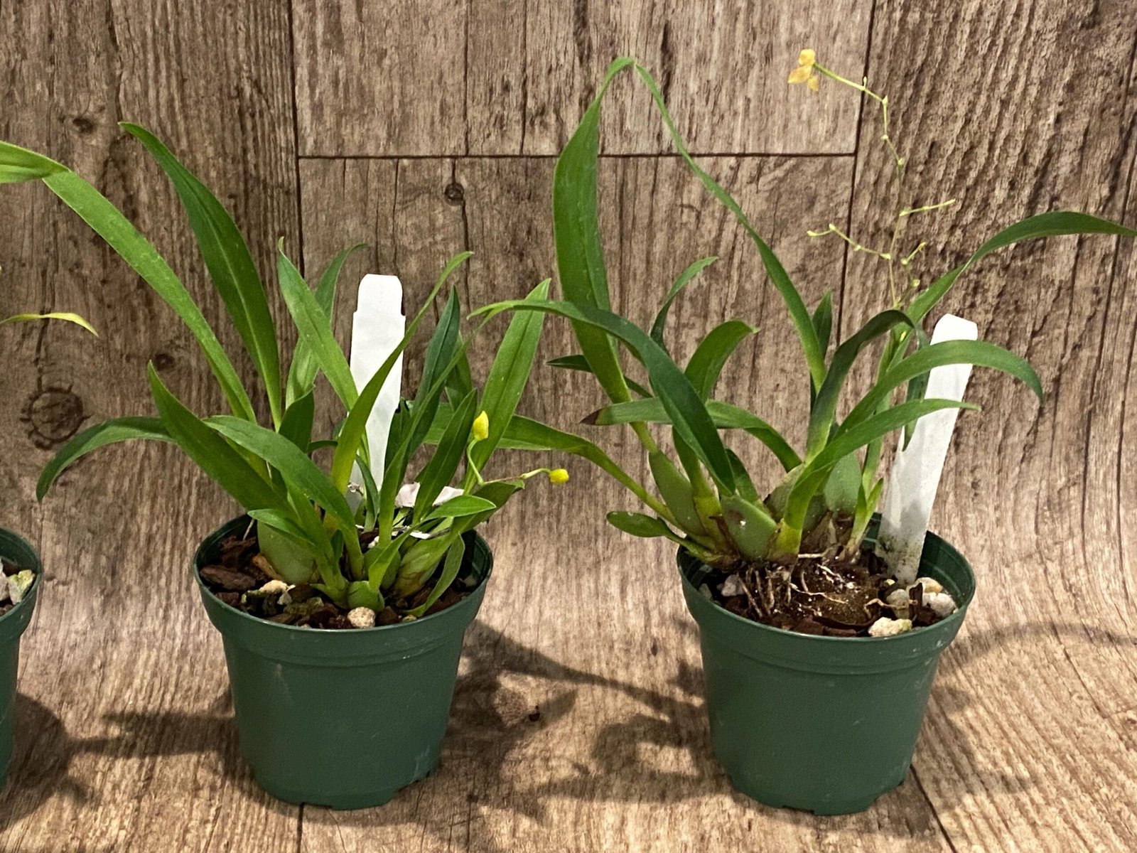 Fragrant Mini Oncidium Twinkle ‘Yellow Bird’ (3” Pot) - Everything Orchids