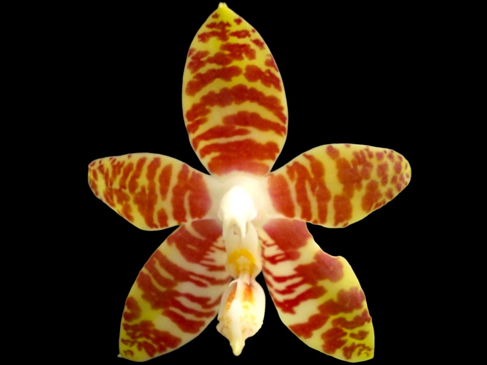 Fragrant Phalaenopsis amboinensis (3” Pot) - Everything Orchids