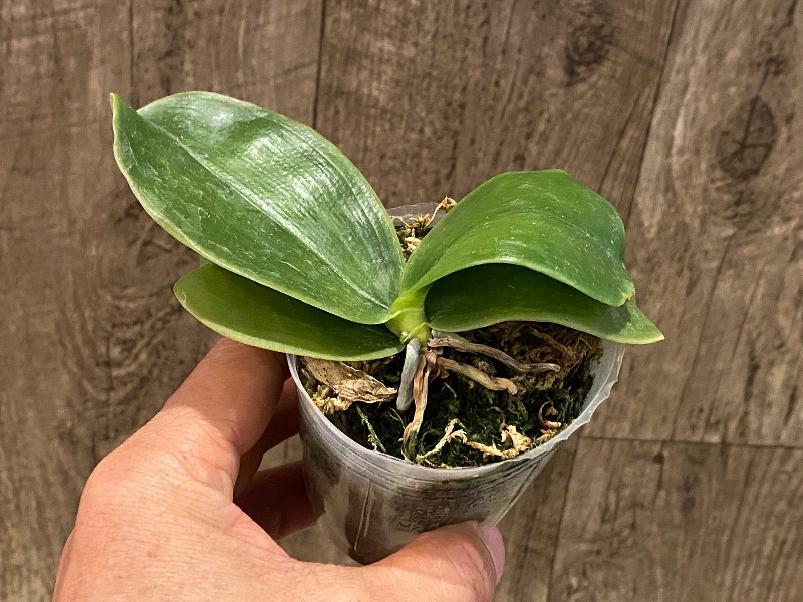 Fragrant – Phalaenopsis bellina x sib (3” pot) - Everything Orchids