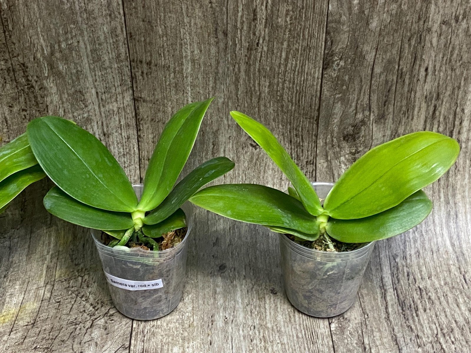 Fragrant Phalaenopsis Samera var. red x sib (3″ pot) - Everything Orchids