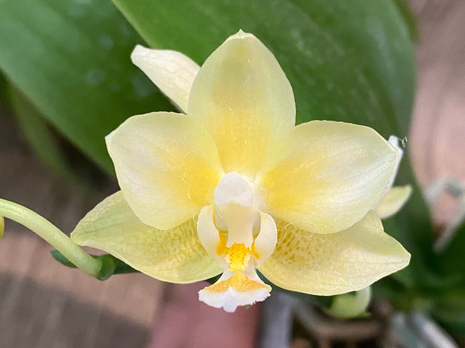 Fragrant Phalaenopsis Yaphon Perfume ‘Yellow’ (3.5″ pot) - Everything ...