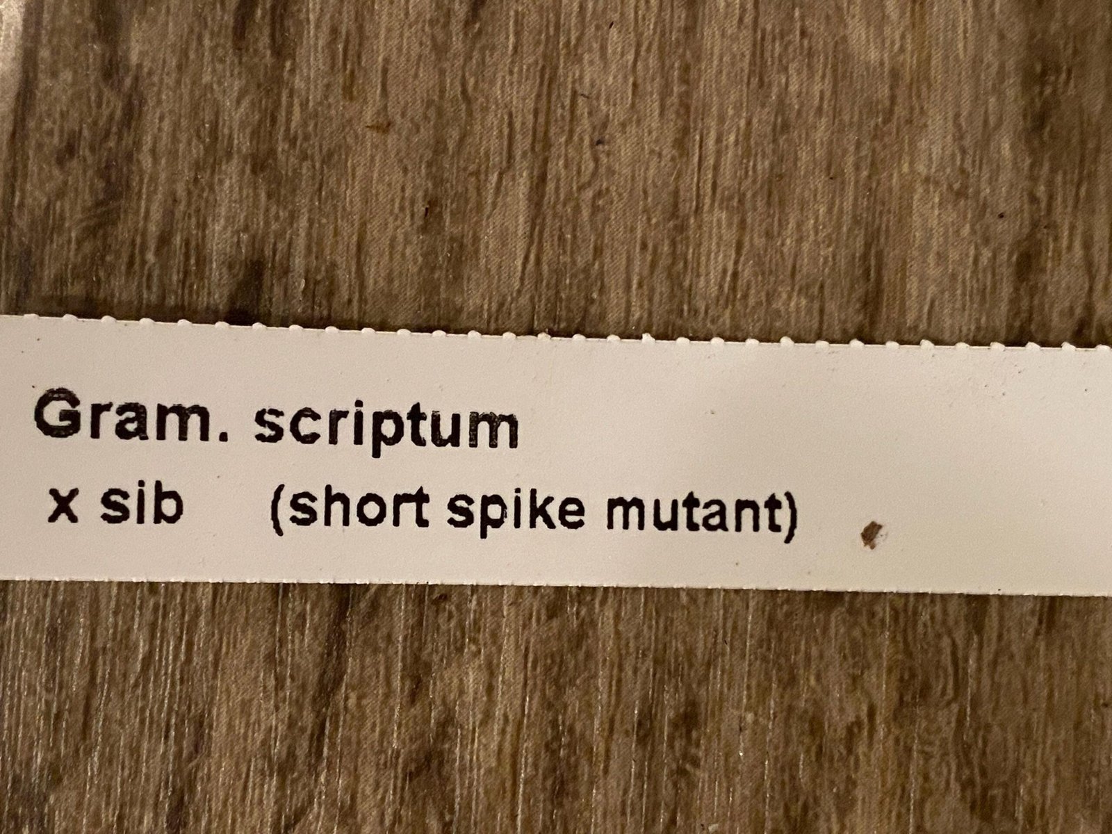 Gram. scriptum × sib (short spike mutant) (3.5” pot) - Everything Orchids