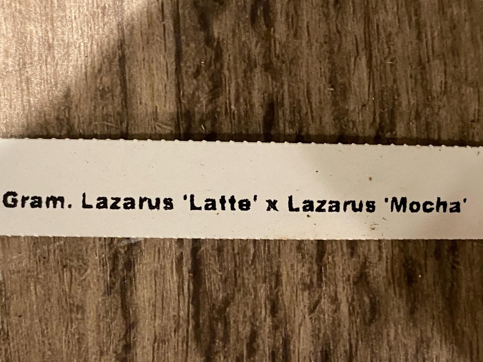 Grammatophyllum Lazarus ‘Latte’ × Lazarus ‘Mocha’ (3.5” Pot ...