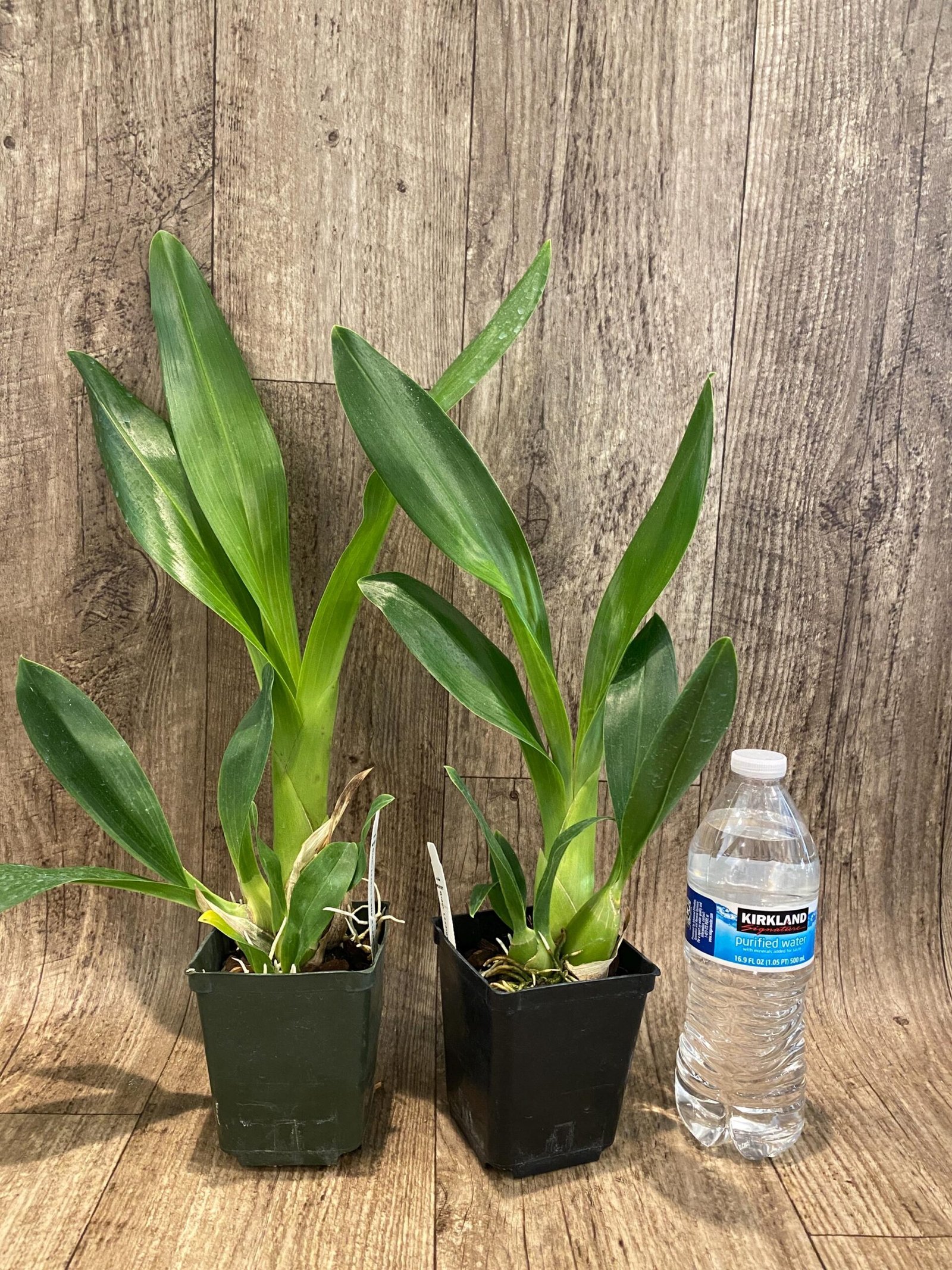 Grammatophyllum Lazarus ‘Latte’ × Lazarus ‘Mocha’ (3.5” Pot ...