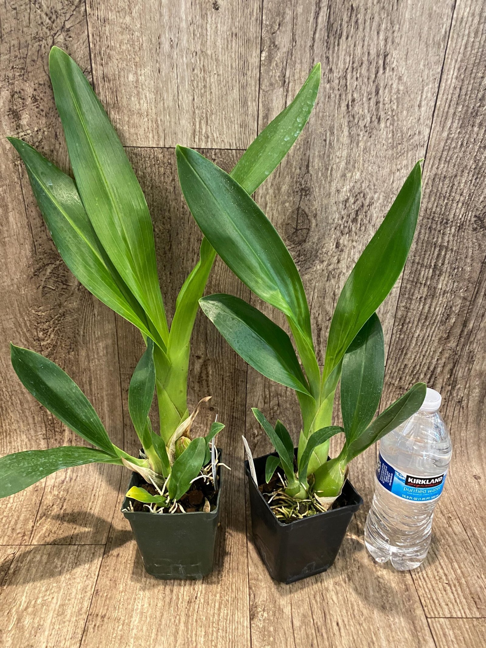 Grammatophyllum Lazarus ‘Latte’ × Lazarus ‘Mocha’ (3.5” Pot ...