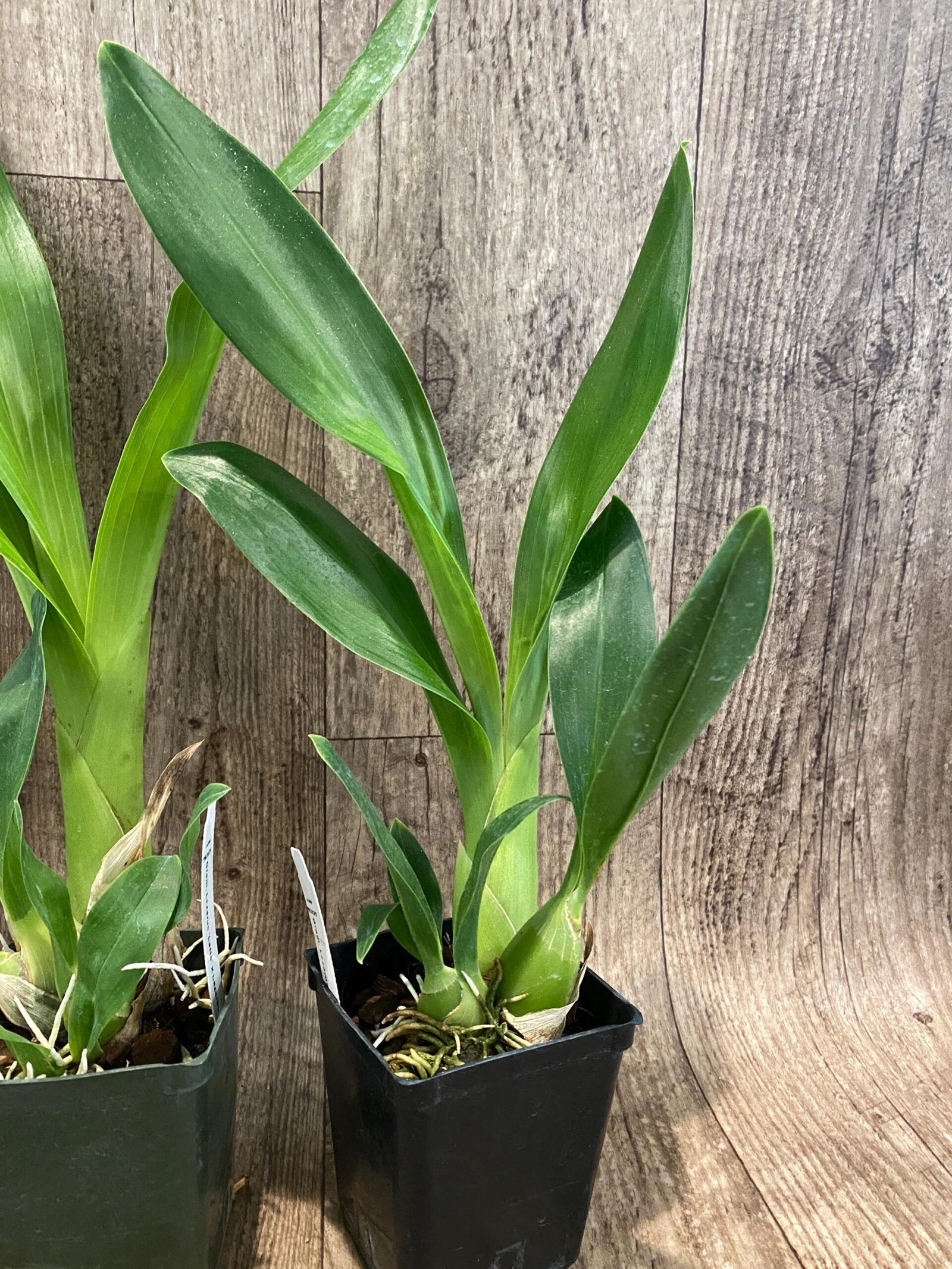 Grammatophyllum Lazarus ‘Latte’ × Lazarus ‘Mocha’ (3.5” Pot ...