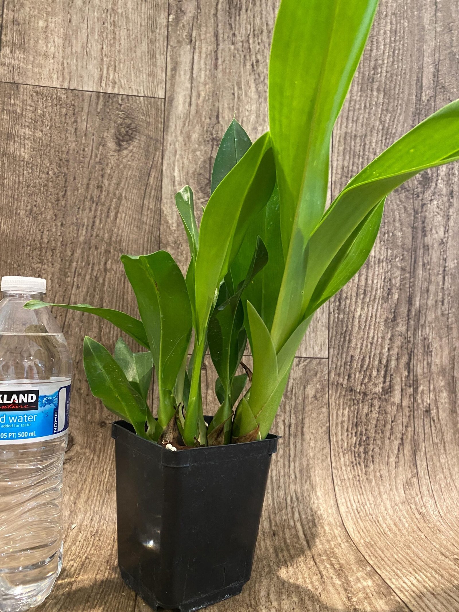 Grammatophyllum Scriptum var. Citrinum (3.5” Pot) - Everything Orchids