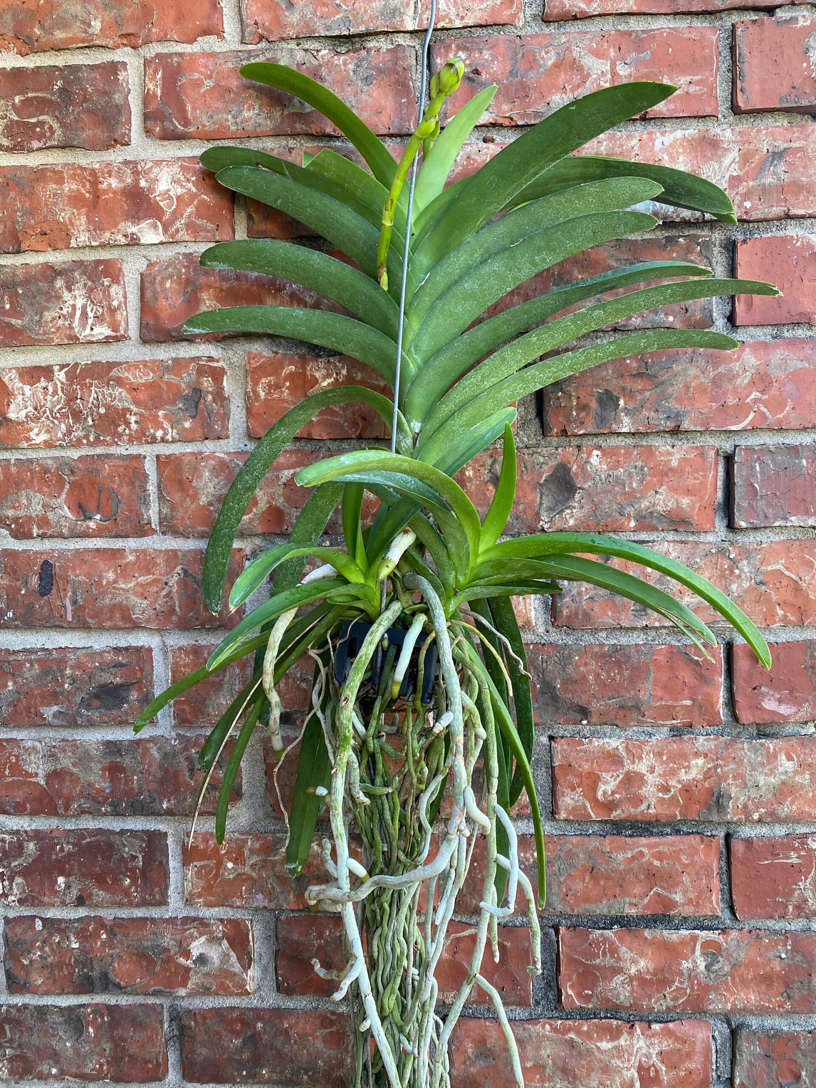 Huge Vanda Kulwadee Fragrance 3 Spikes with 2 New Growths - Everything ...