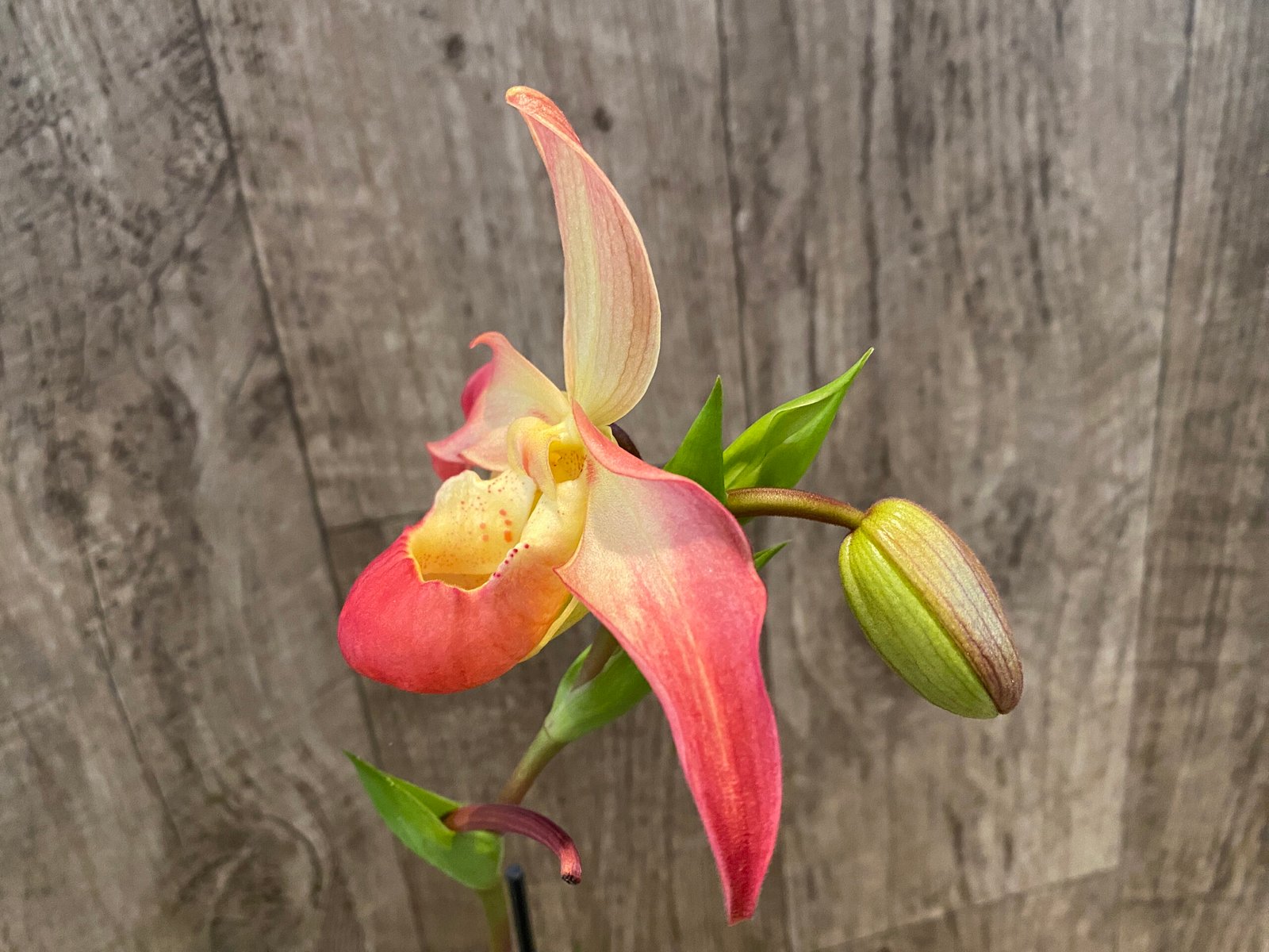 In Bloom/Bud – Phragmipedium Quintal Bang Sequential Bloomer (4.5” pot ...