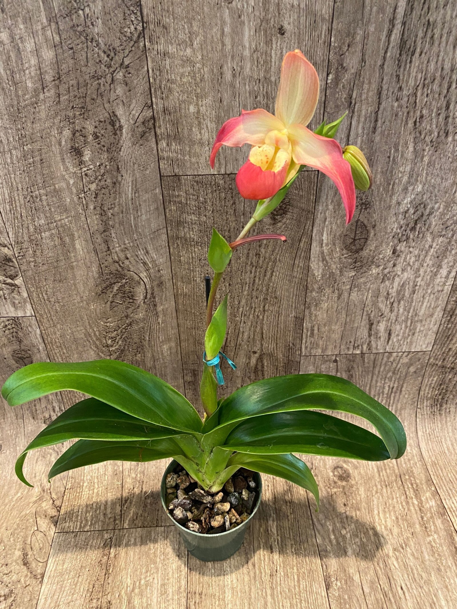 In Bloom/Bud – Phragmipedium Quintal Bang Sequential Bloomer (4.5” pot ...