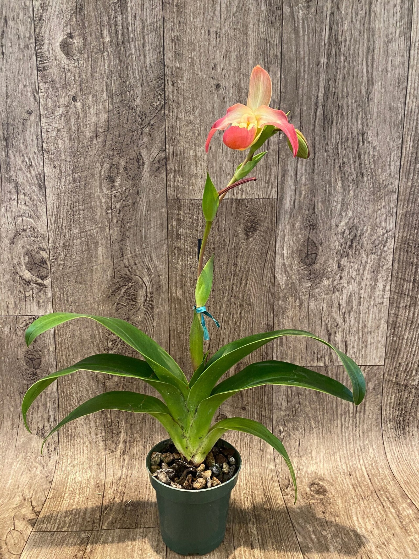 In Bloom/Bud – Phragmipedium Quintal Bang Sequential Bloomer (4.5” pot ...