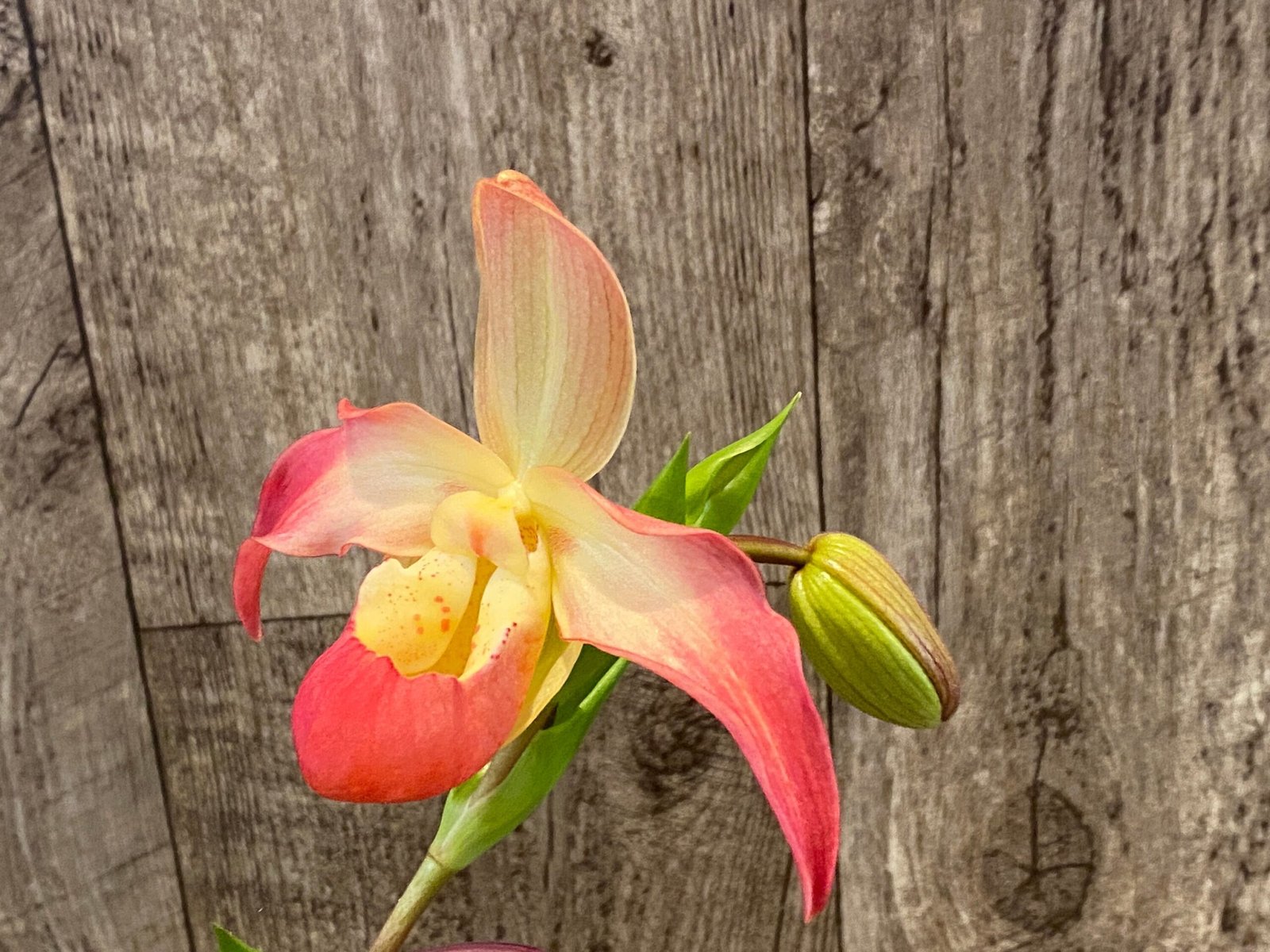 In Bloom/Bud – Phragmipedium Quintal Bang Sequential Bloomer (4.5” pot ...