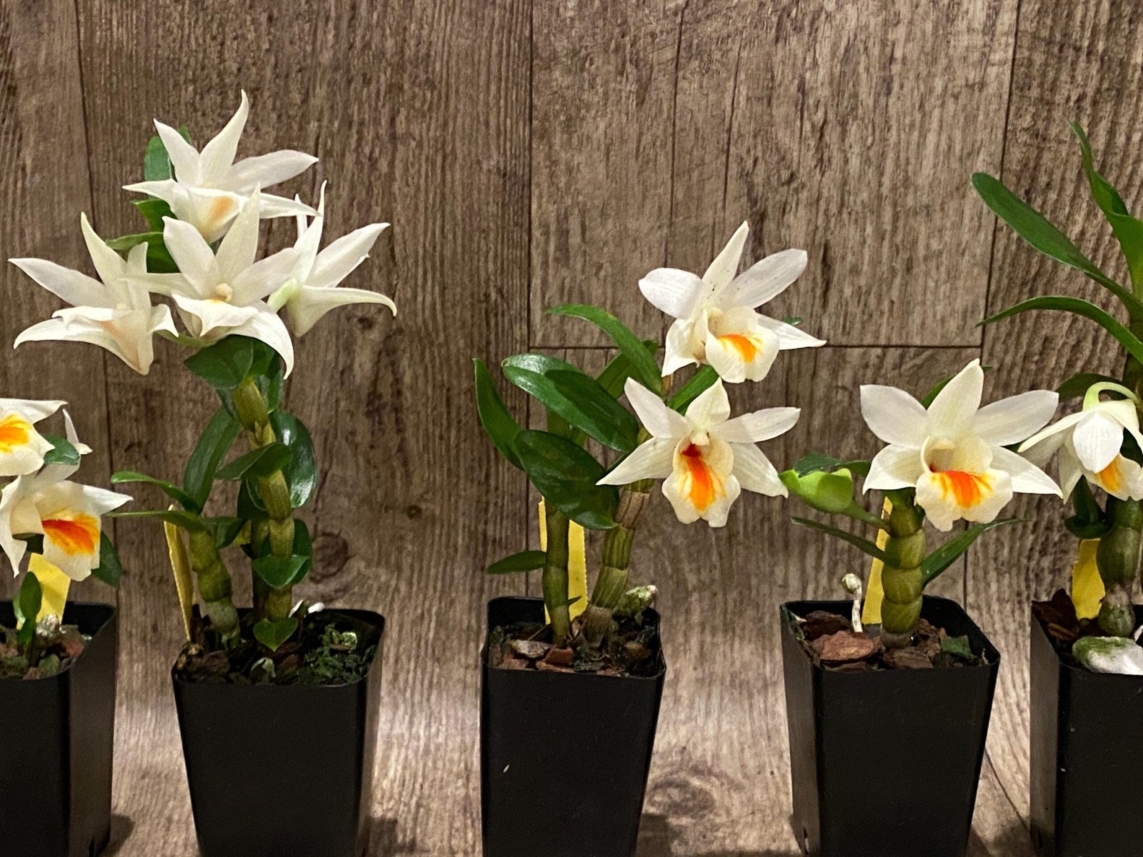 Dendrobium Christy Dawn (Dawn Maree × Christyanum) (2” pot ...
