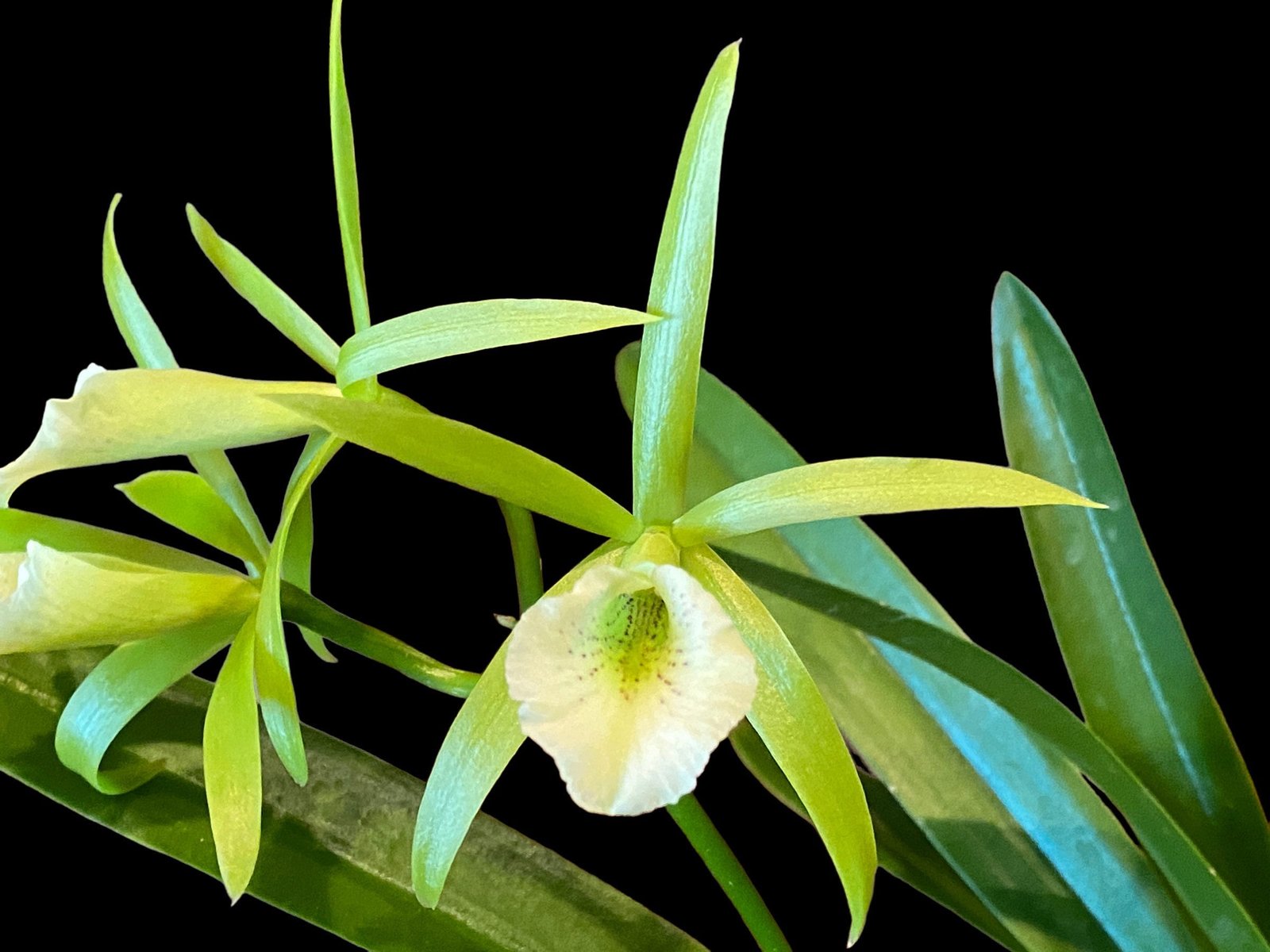 IN BLOOM Pcv. Key Lime Stars (3″ pot) - Everything Orchids