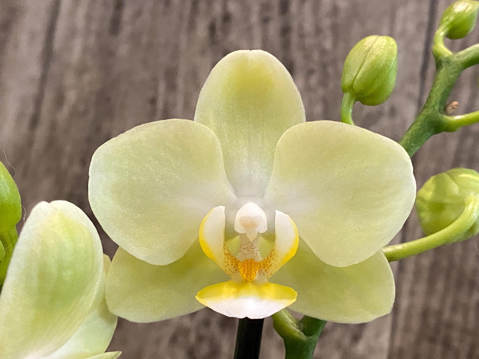 Double Spikes Phalaenopsis Dtps. Brother Pico Pierrot (3.5″ pot ...