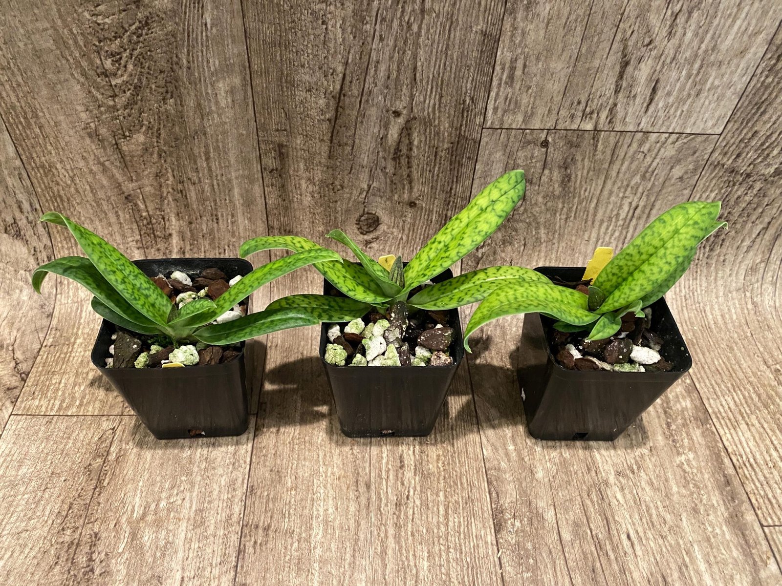 In Bud – Paph. Graham Robertson (3.5” pot) - Everything Orchids