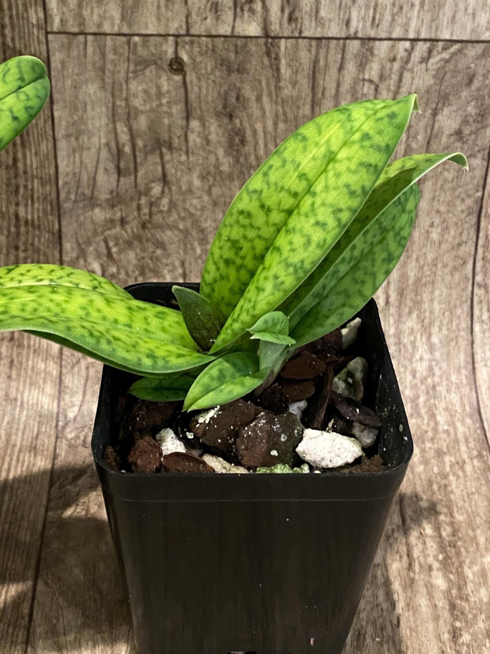 In Bud – Paph. Graham Robertson (3.5” pot) - Everything Orchids