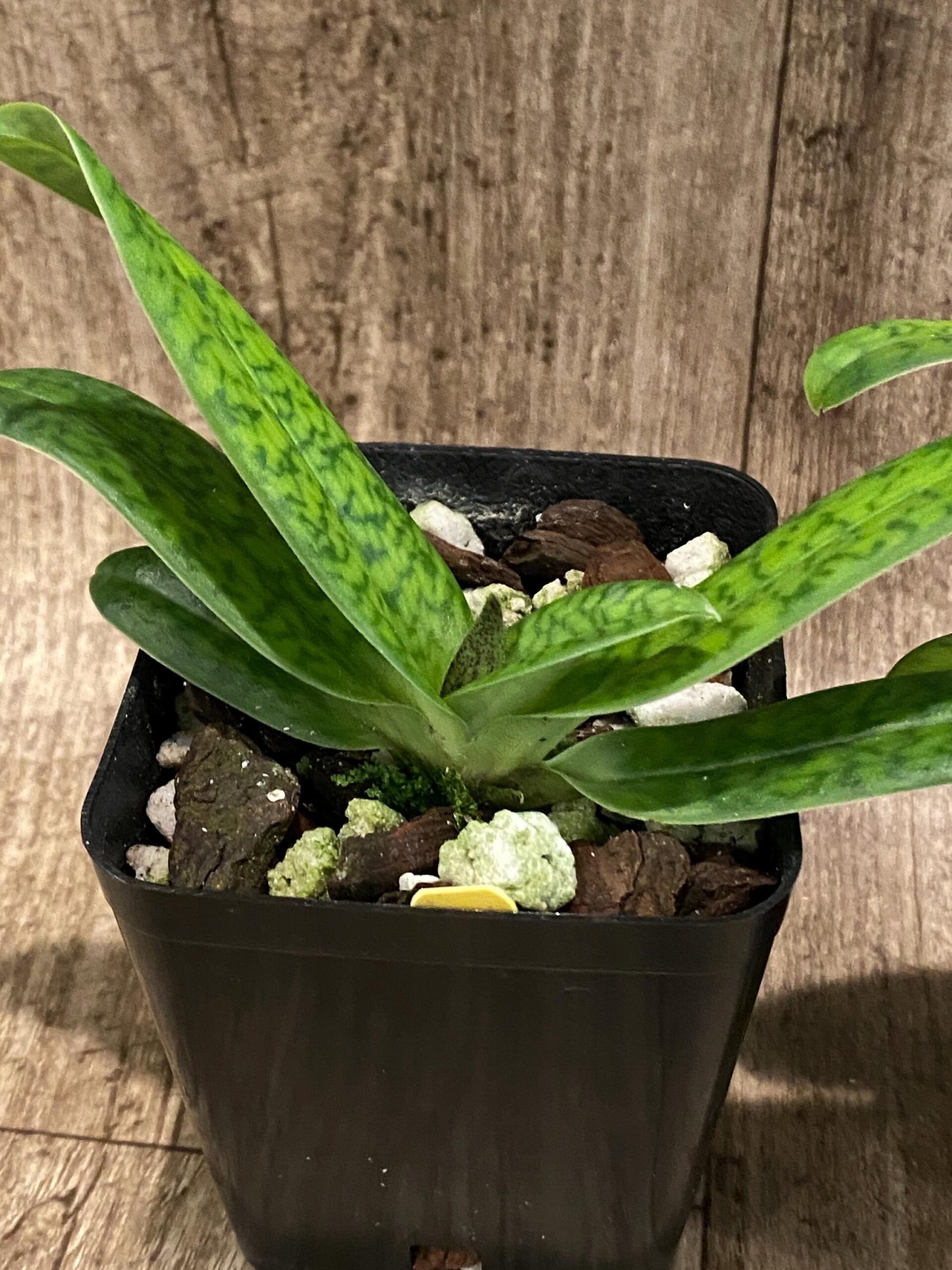 In Bud – Paph. Graham Robertson (3.5” pot) - Everything Orchids