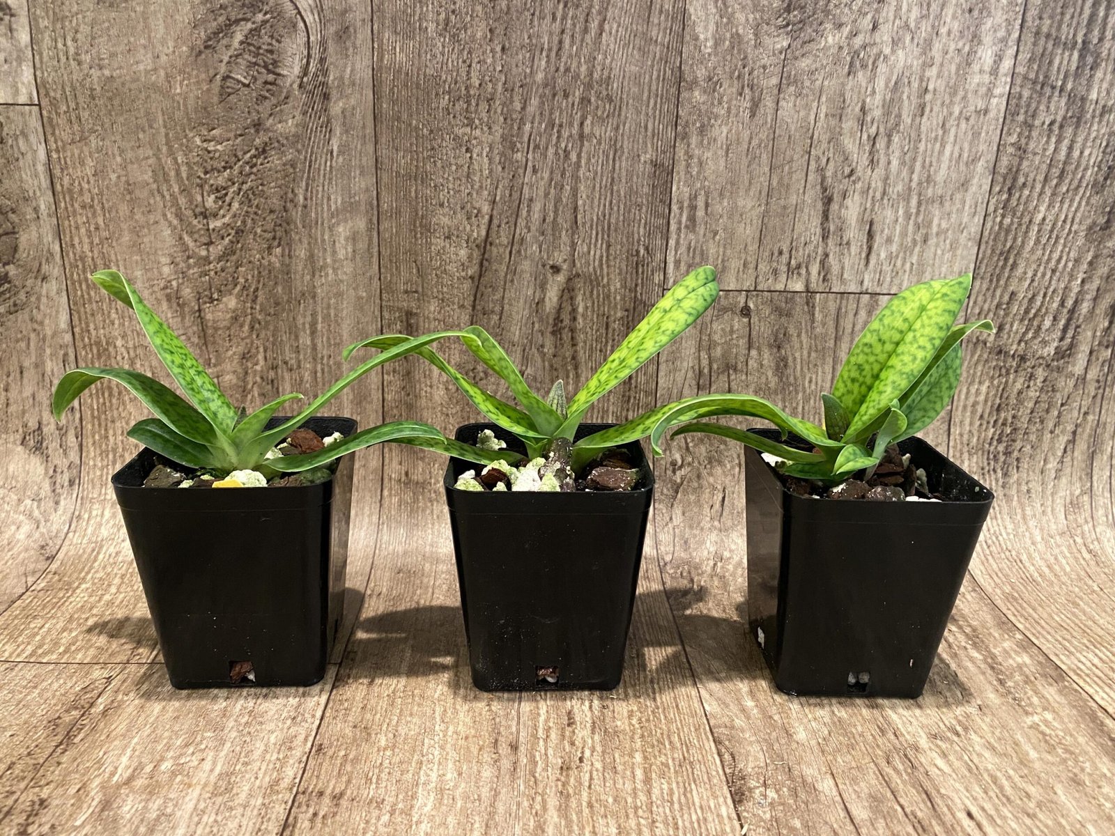 In Bud – Paph. Graham Robertson (3.5” pot) - Everything Orchids
