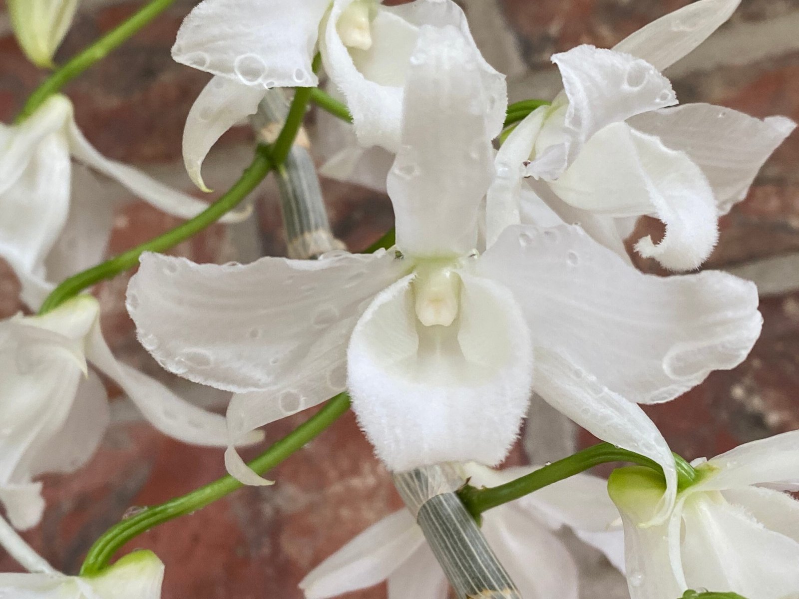 IN BUDS Fragrant – Dendrobium anosmum alba (3.5” Pot) - Everything Orchids