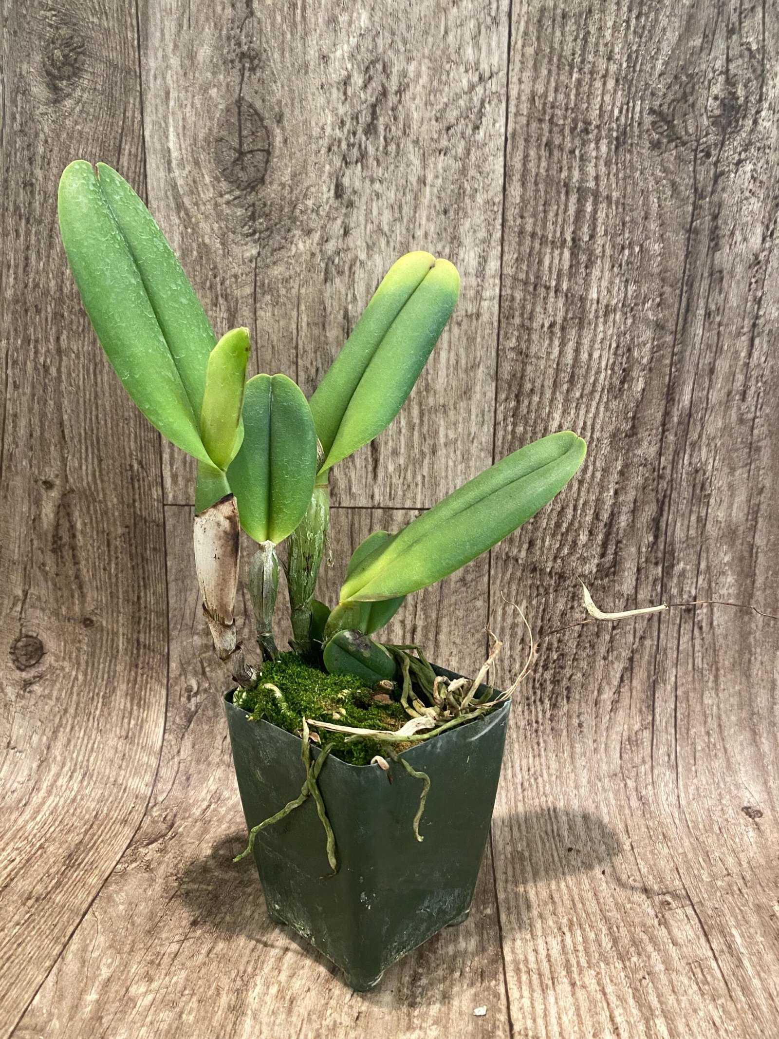 In Sheath Blc. George King ‘Serendipity’ (3.5 pot) - Everything Orchids