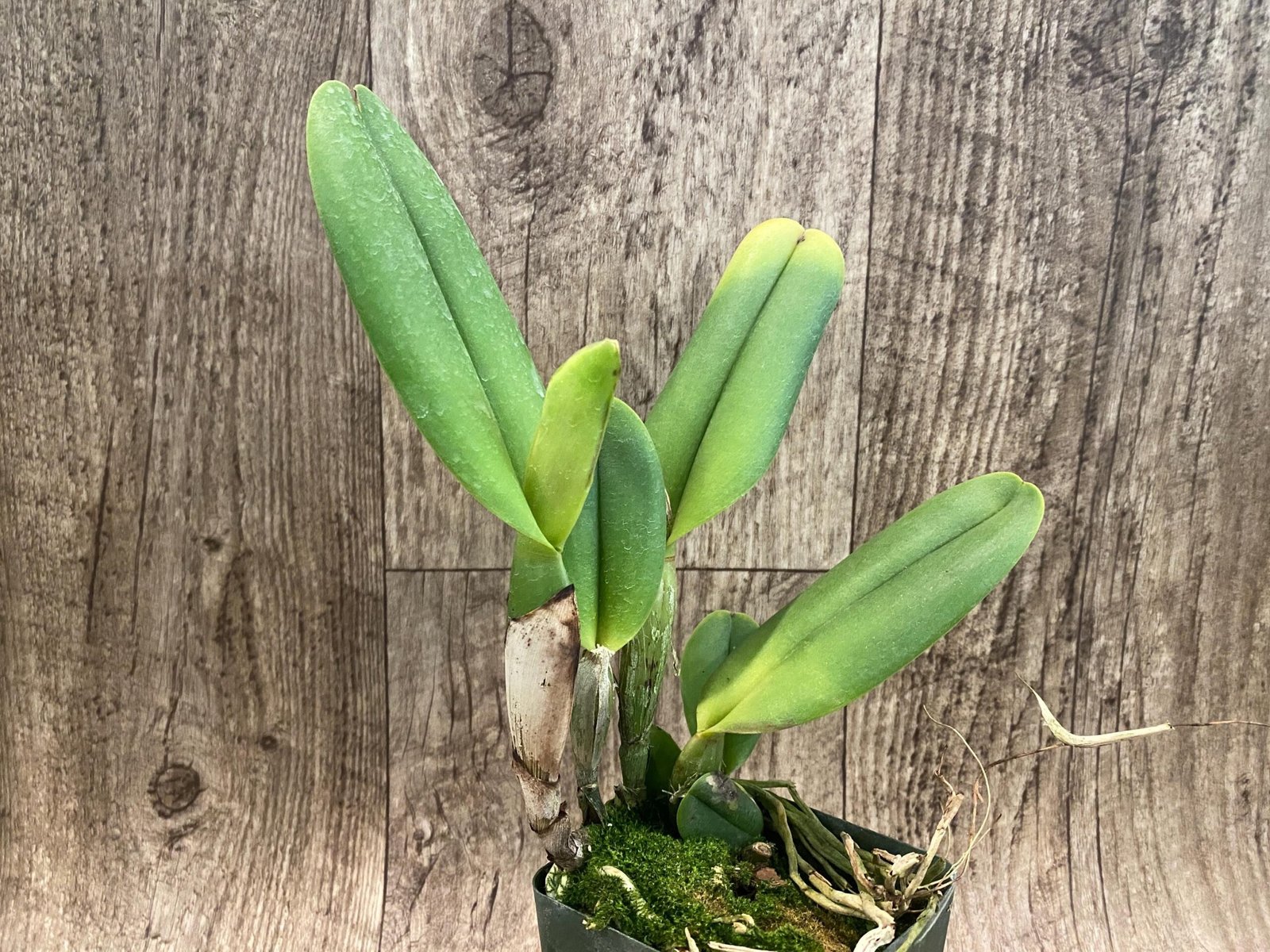 In Sheath Blc. George King ‘Serendipity’ (3.5 pot) - Everything Orchids