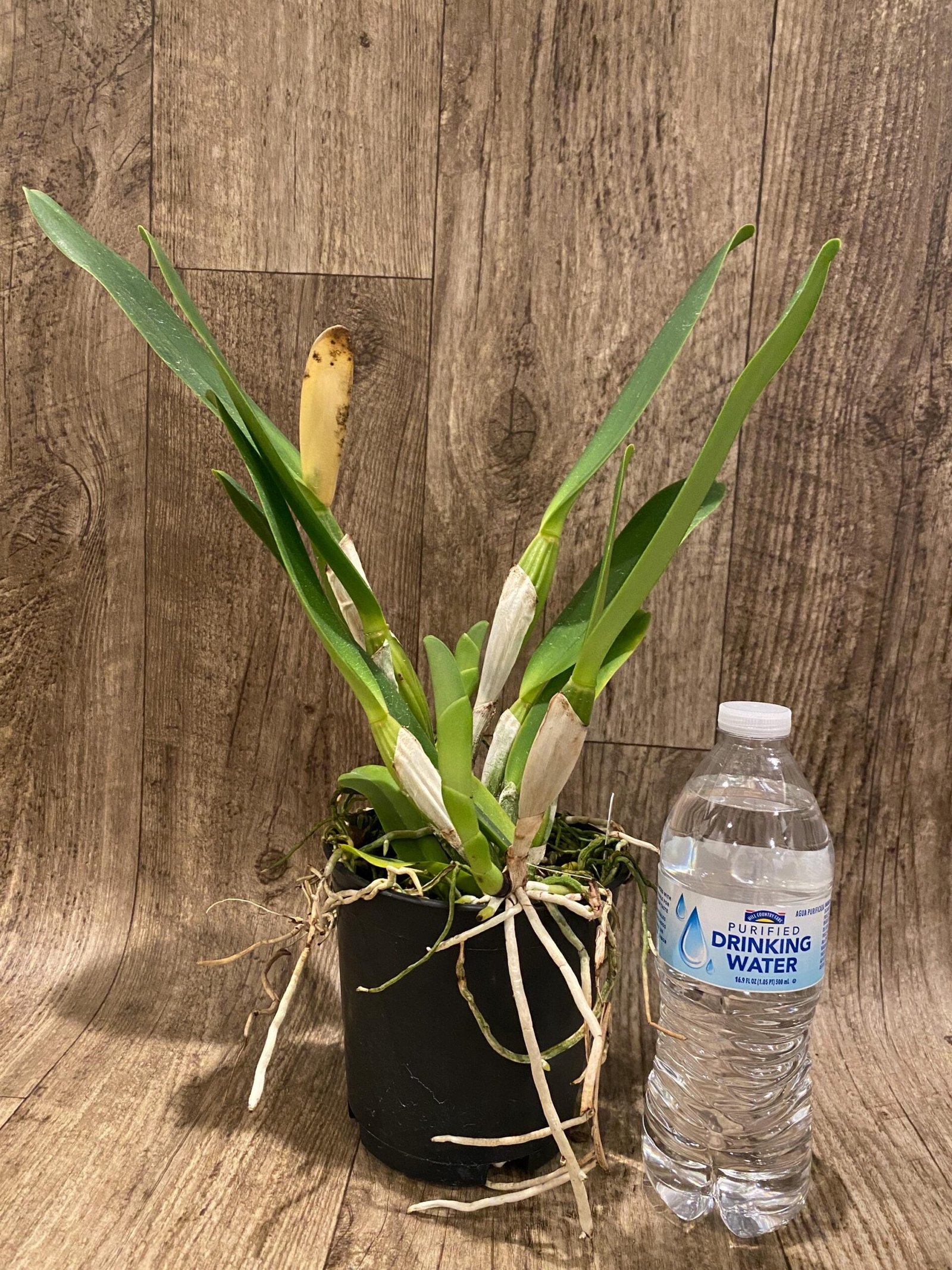 In Sheath Cattleya Earl ‘Imperialis’ x Mishima Pearl Blumen Insel Multi ...