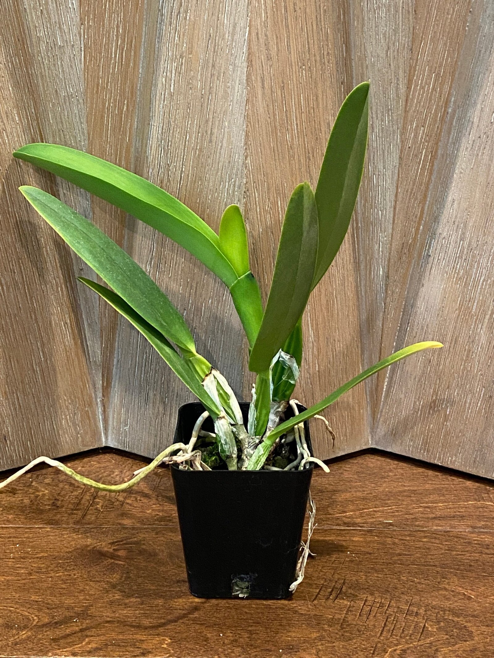 IN SHEATH – Cattleya labiata amnesiana ‘Canaima’s Select’ x labiata ...