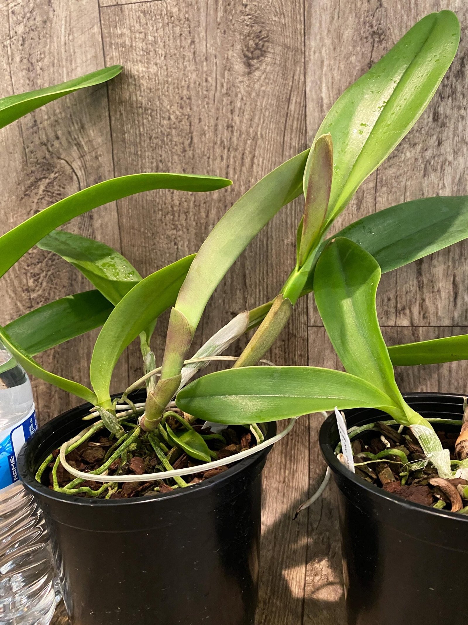 In Sheath Cattleya Rlc. Golden Godzilla (5” pot) - Everything Orchids