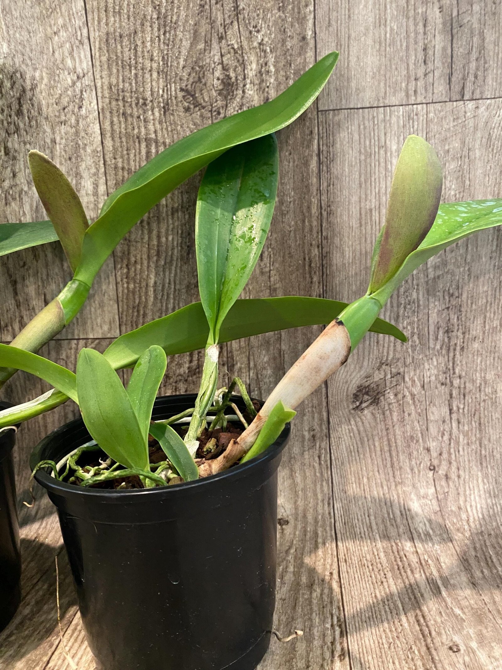 In Sheath Cattleya Rlc. Golden Godzilla (5” pot) - Everything Orchids