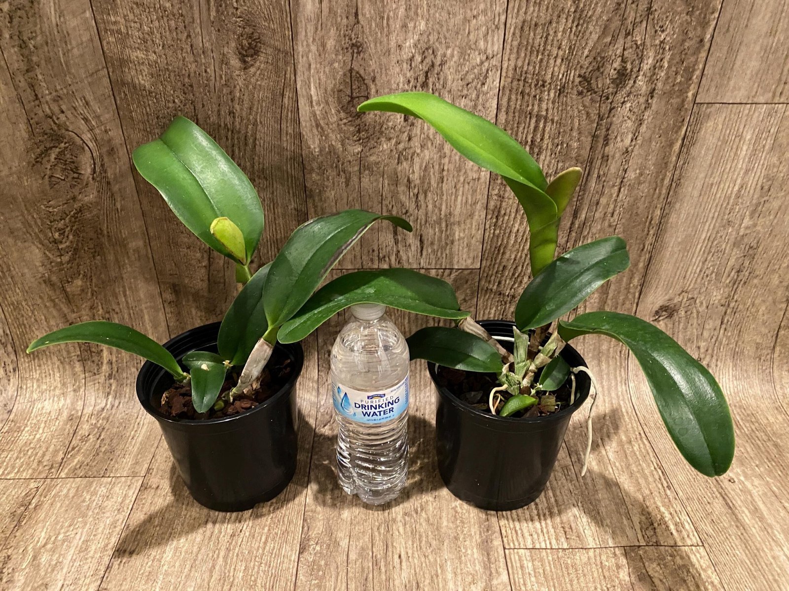 In Sheath Cattleya Rlc. Siam White ‘The Best’ (5” pot) - Everything Orchids