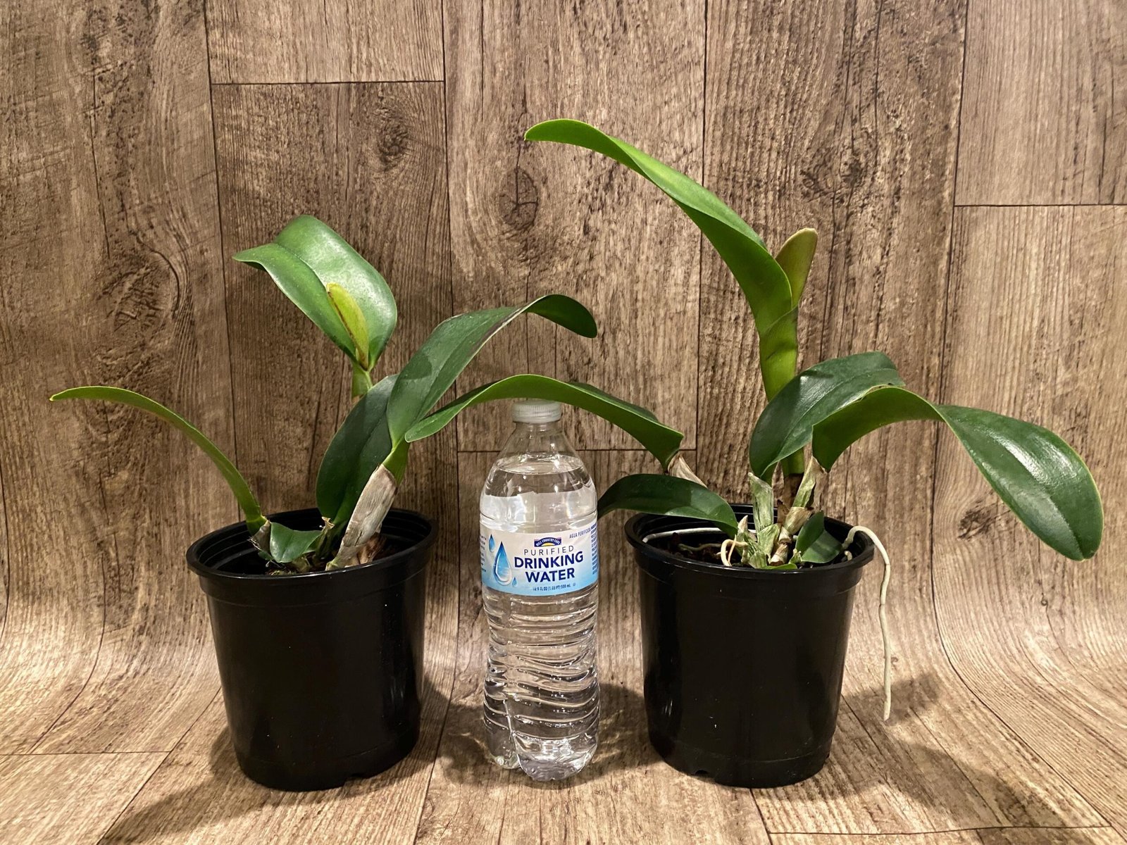 In Sheath Cattleya Rlc. Siam White ‘The Best’ (5” pot) - Everything Orchids