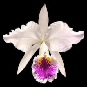 In Sheath Fragrant Cattleya mossiae v. semi-alba × sib (5″ pot ...